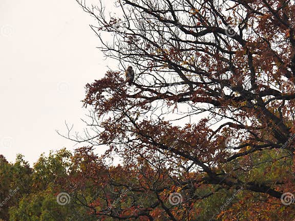 Hawk in Autumn Colored Tree: a Back View of a Red-tailed Hawk Bird of ...