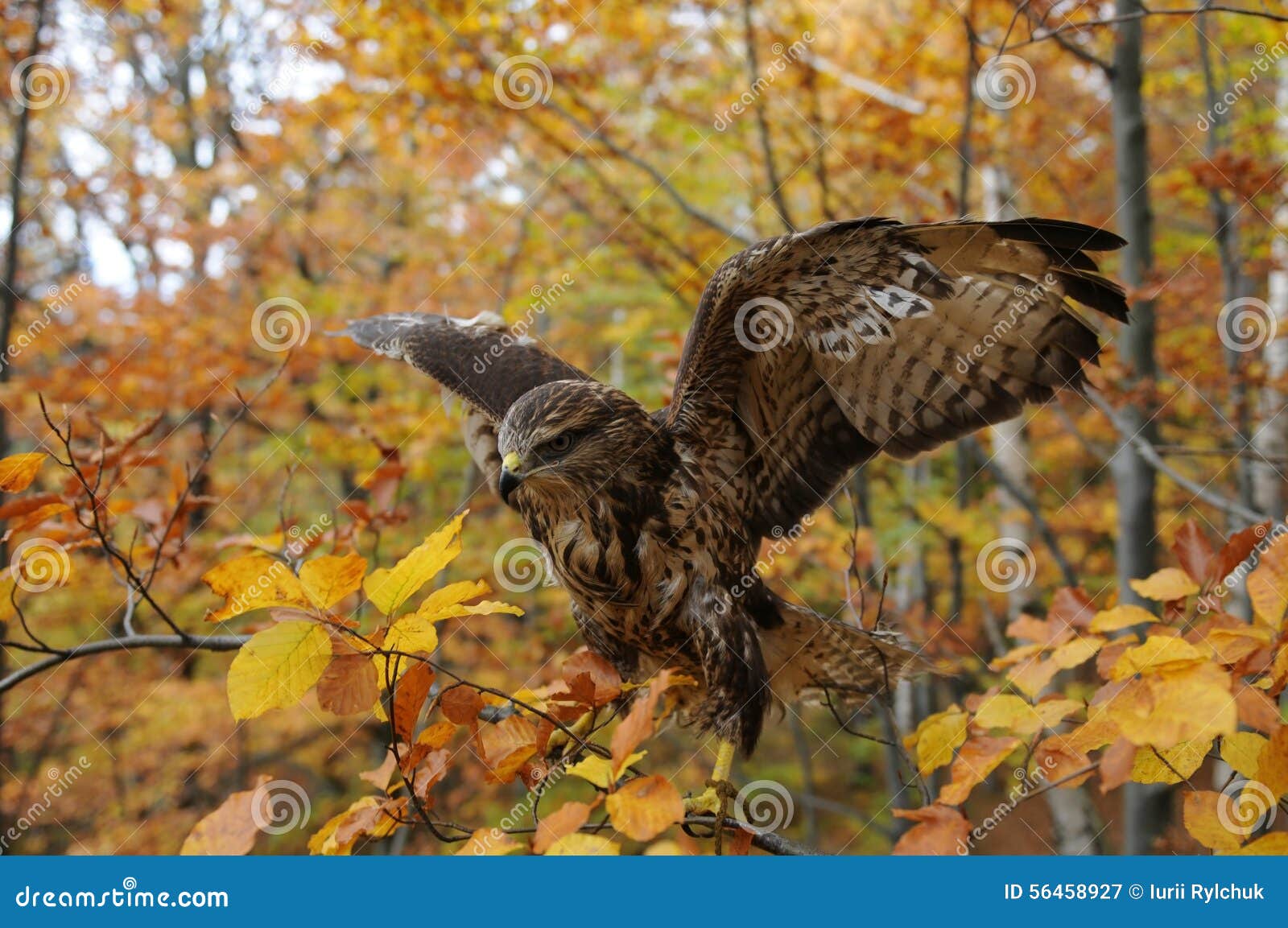 Hawk in the autumn forest stock image. Image of closeup - 56458927