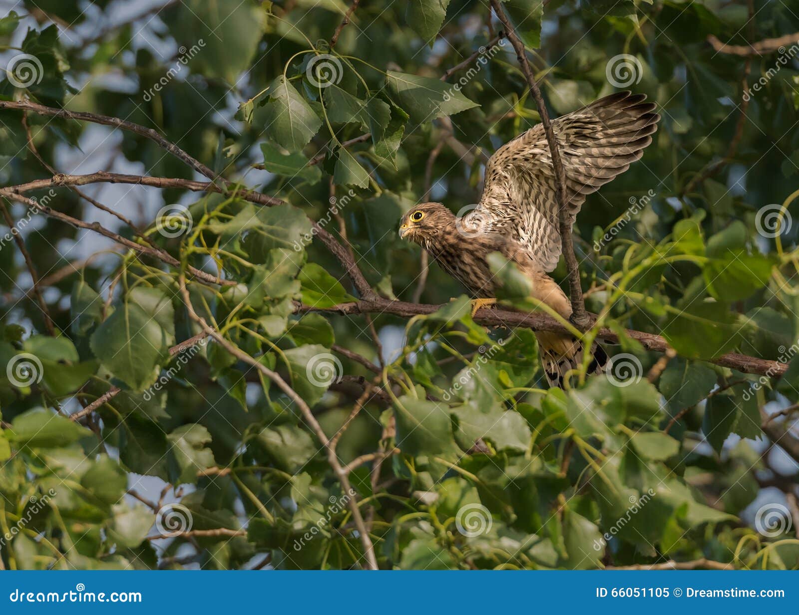 Hawk Baby stock image. Image of eyes, nature, branch - 66051105