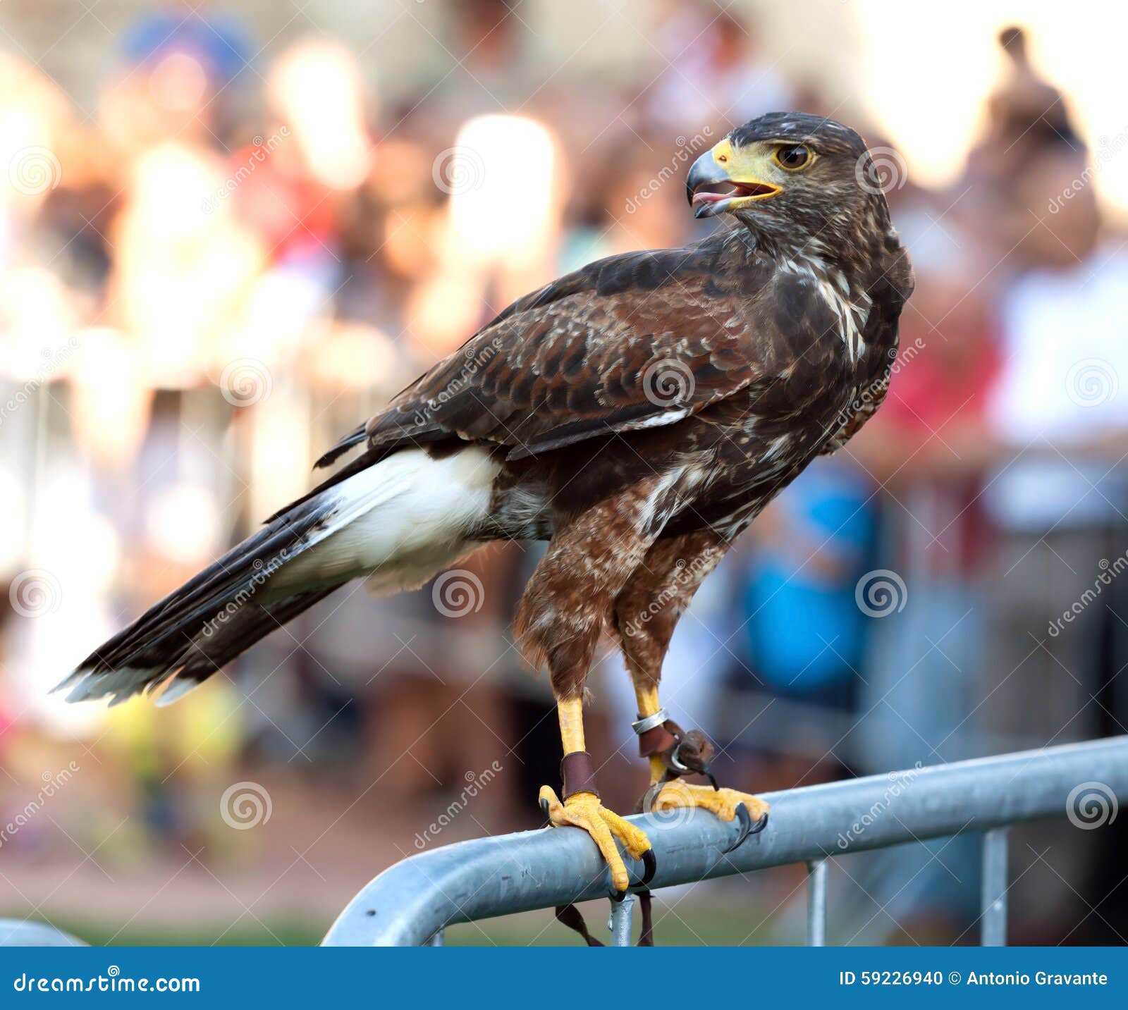 Hawk on a barrier stock photo. Image of falcon, hunter - 59226940