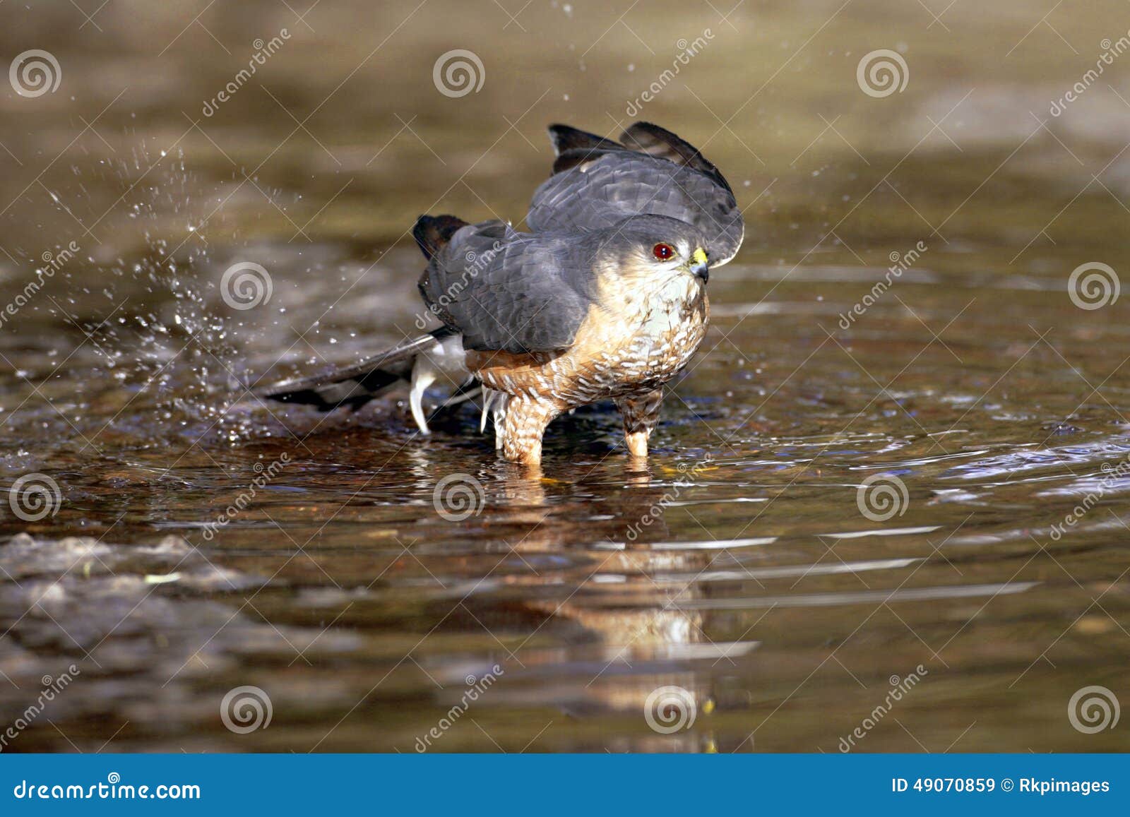 Hawk bathing stock image. Image of shinned, canada, animals - 49070859