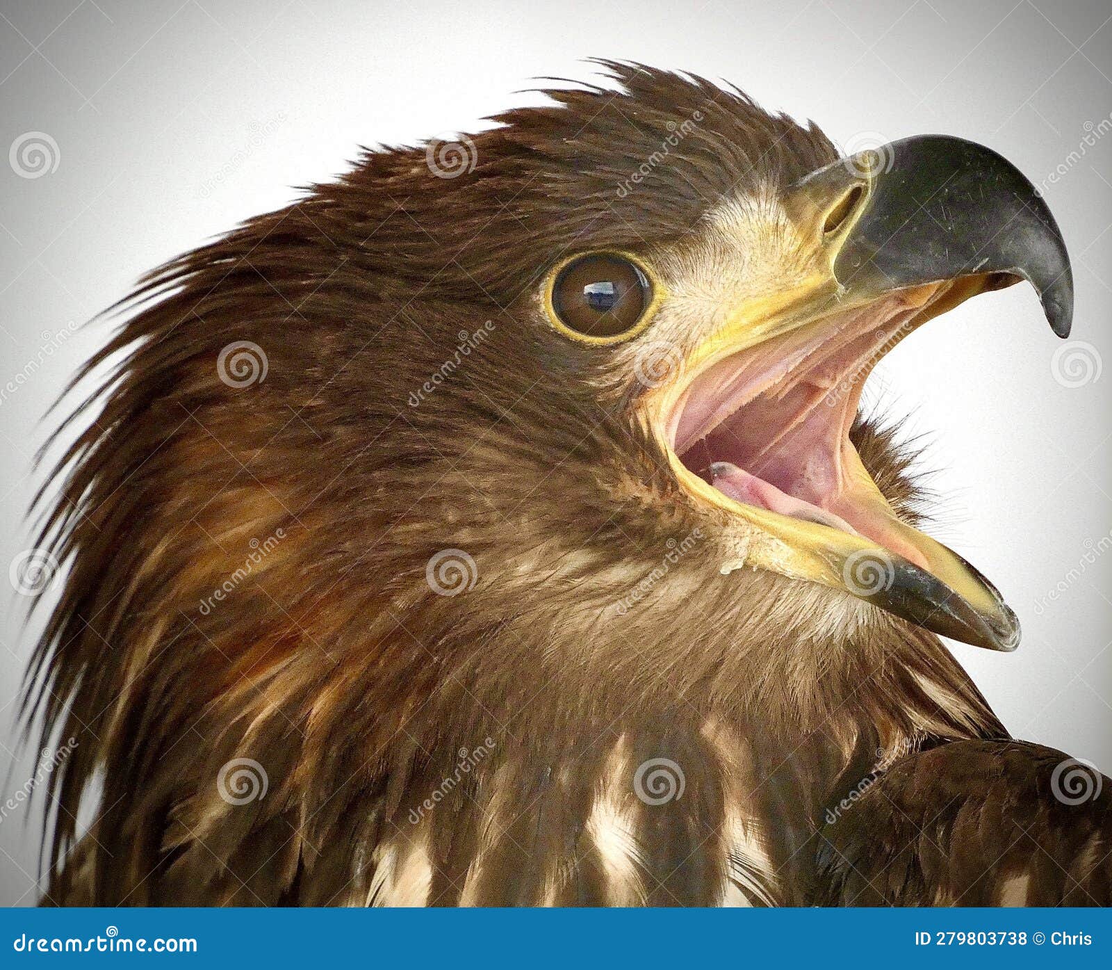 Hawk stock photo. Image of hawk, open, beak, eyes, clear - 279803738
