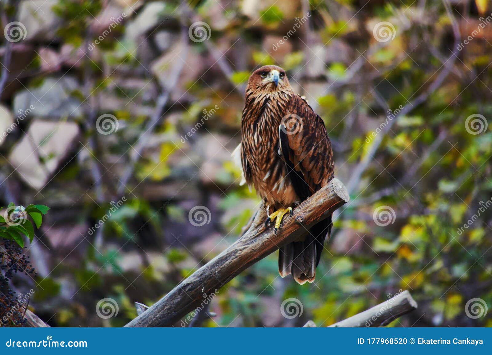 Hawk beautiful brown stock photo. Image of animal, harris - 177968520