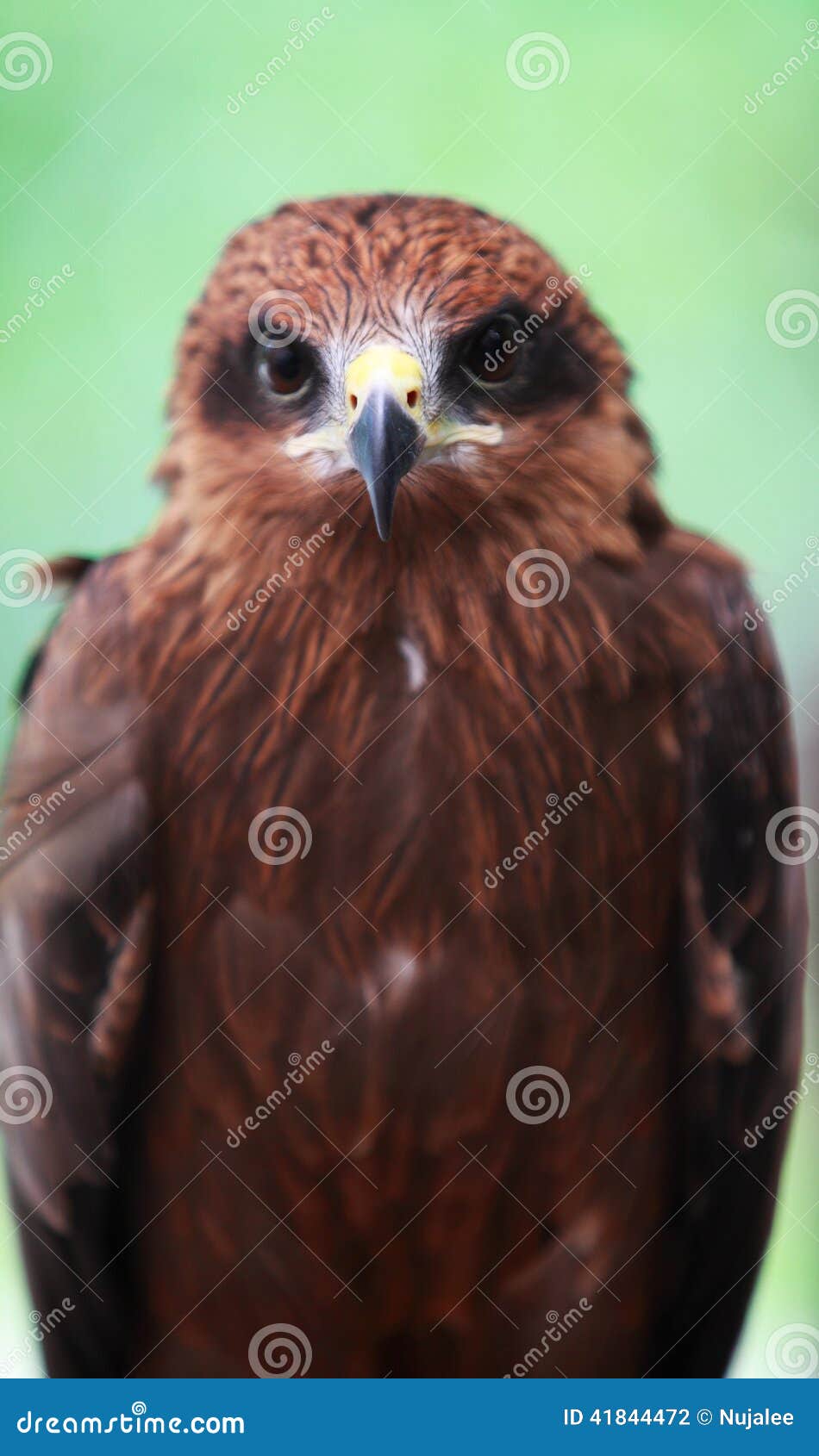 Hawk stock photo. Image of natural, brown, prey, face - 41844472