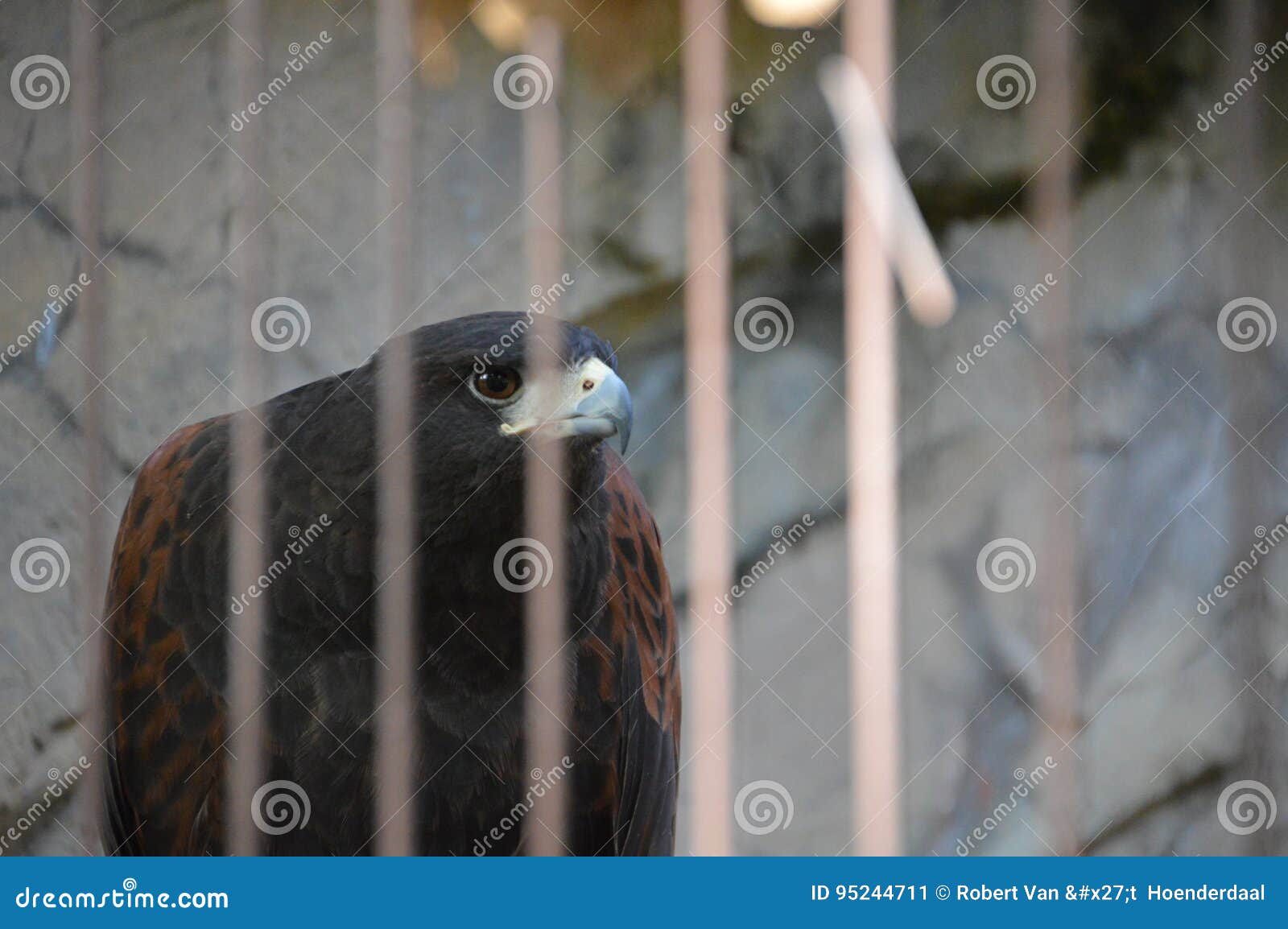 Hawk Behind Bars stock image. Image of cage, dangerous - 95244711