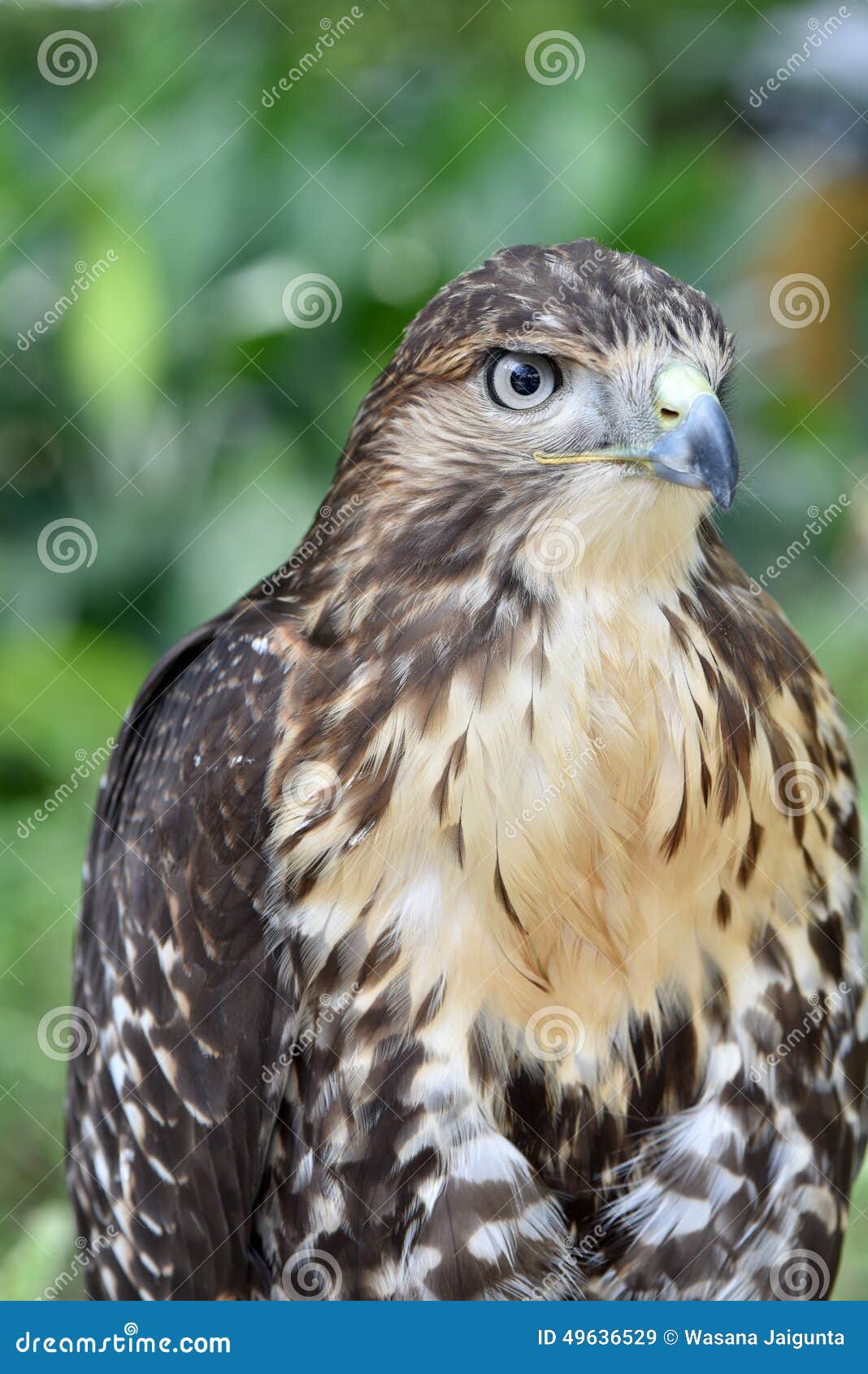 Hawk stock image. Image of profile, stare, nature, rare - 49636529