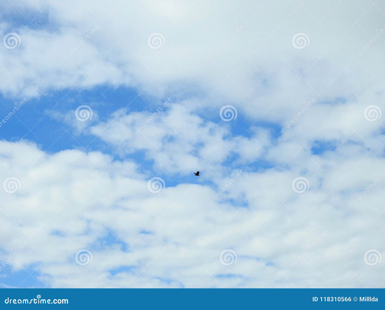 Hawk Bird Flying in Beautiful Sky, Lithuania Stock Photo - Image of ...