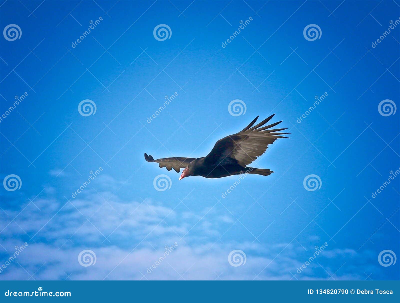 Hawk bird flying sky stock photo. Image of bird, flying - 134820790