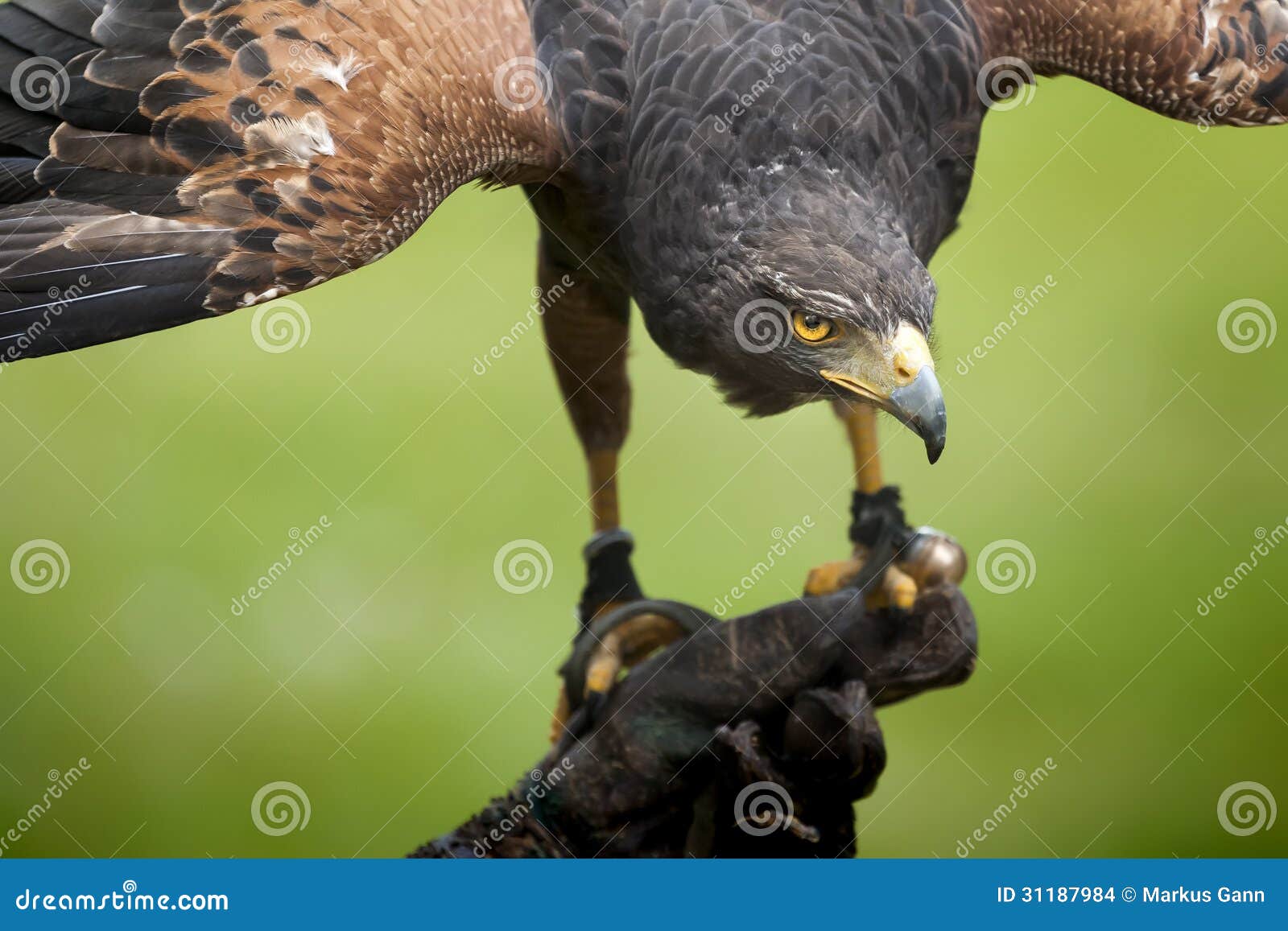 Hawk Bird Stock Image | CartoonDealer.com #45605113