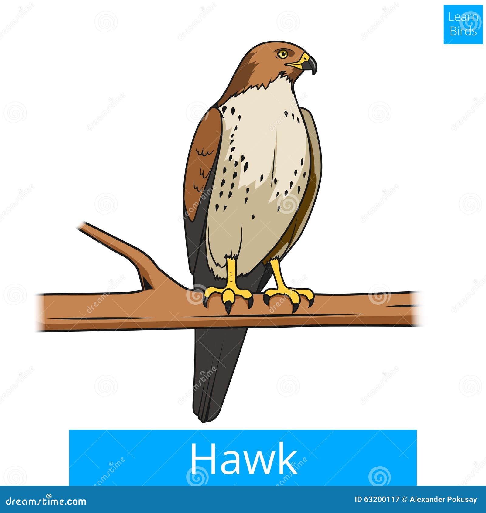 Hawk Bird Learn Birds Educational Game Vector Stock Vector ...
