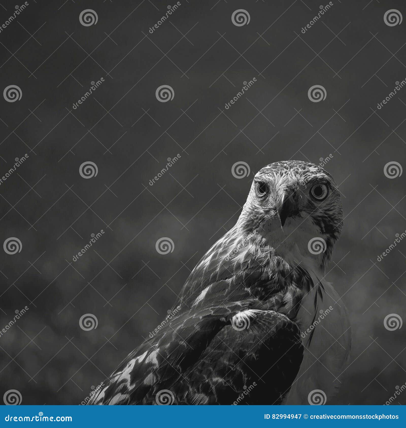 Hawk Bird Looking Over Shoulder Picture. Image: 82994947