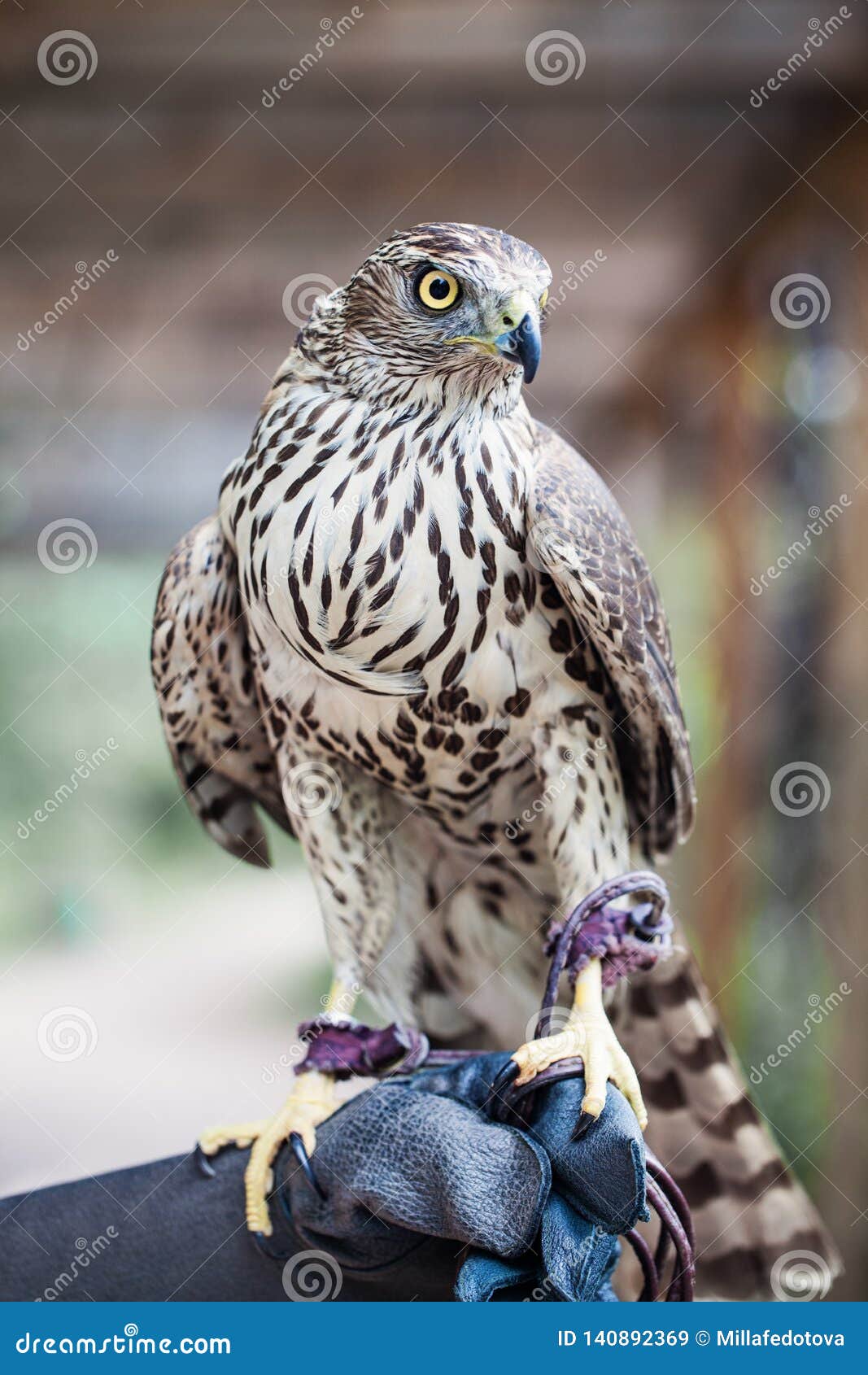 Hawk Bird Outdoors on Human Hand Stock Image - Image of animal ...