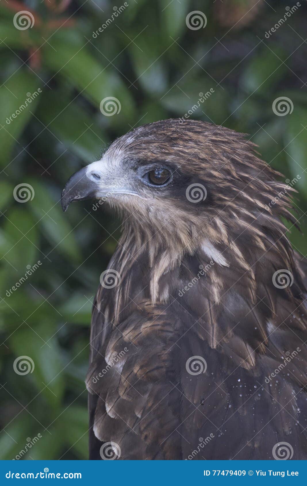 Hawk stock image. Image of hawk, profile, falcon, prey - 77479409