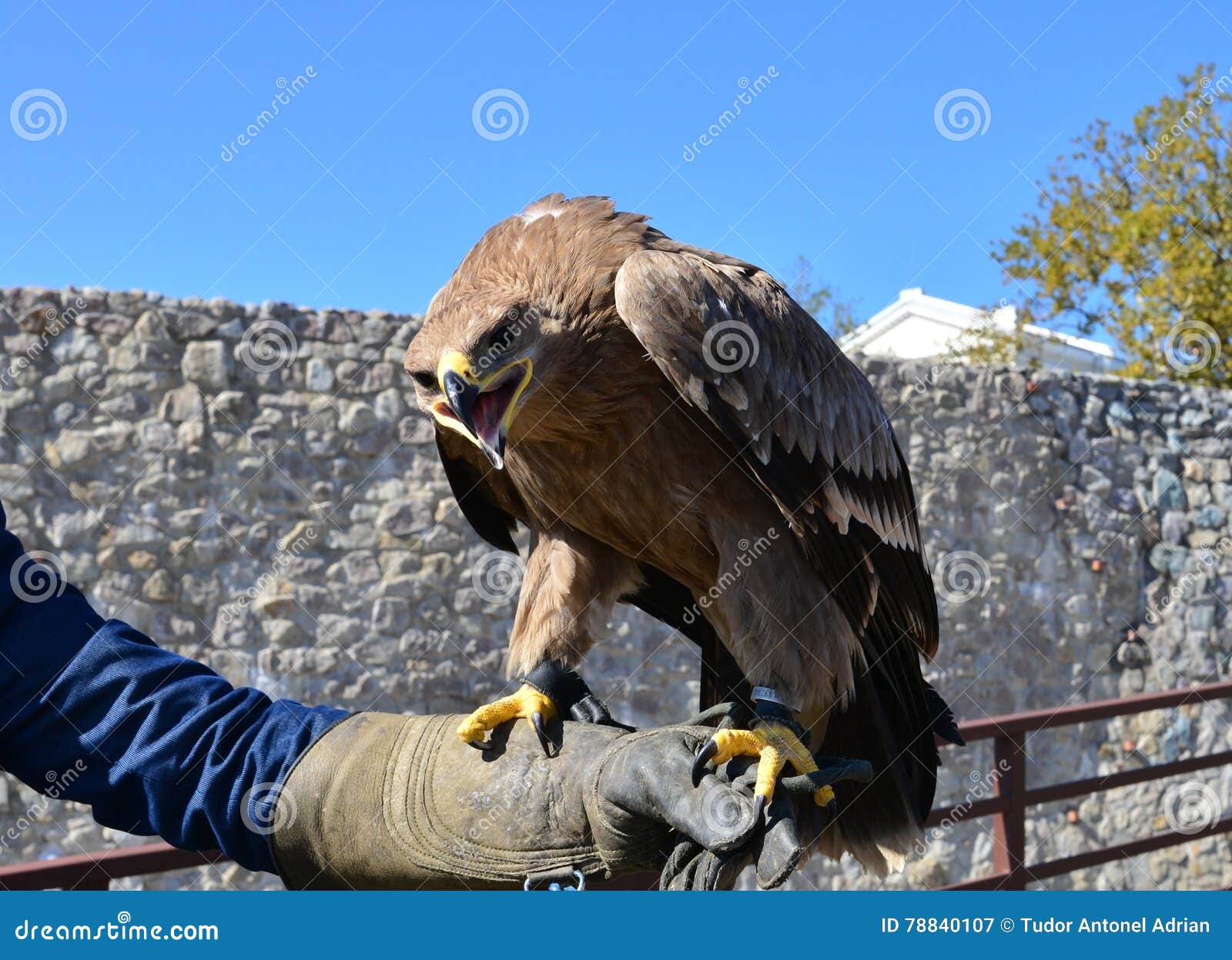 Hawk on bird trainer hand stock image. Image of flying - 78840107