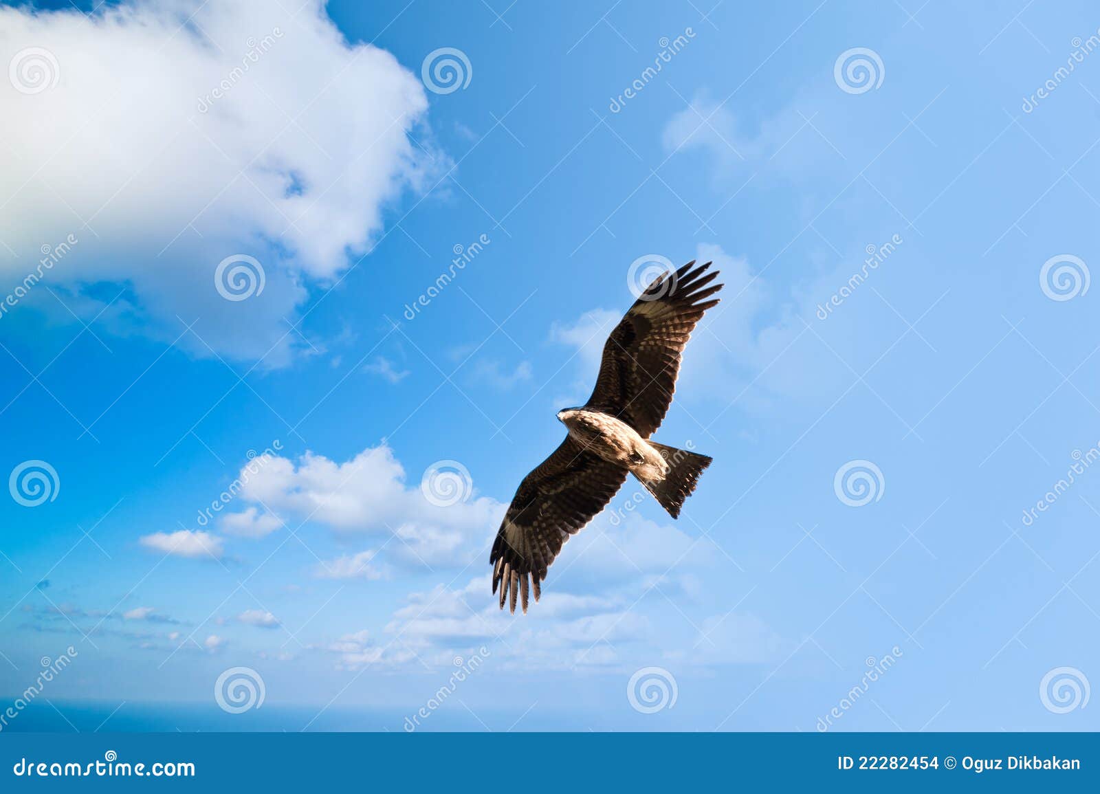 Hawk in the blue sky stock photo. Image of animal, eagle - 22282454