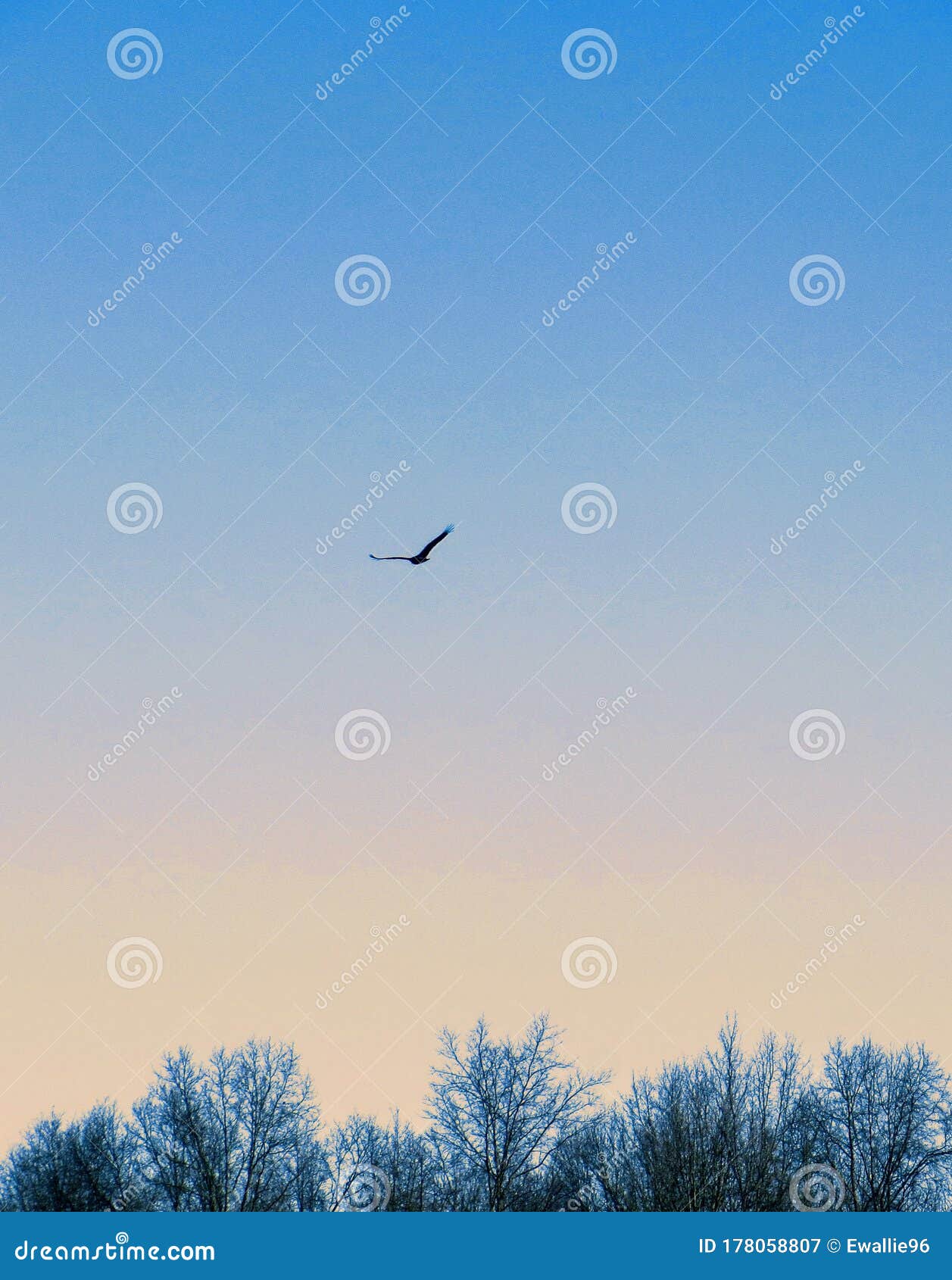Hawk in a blue sky stock image. Image of branches, yellow - 178058807