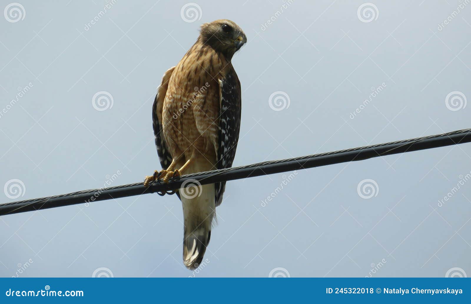 Hawk on Blue Sky Background, Closeup Stock Photo - Image of closeup ...