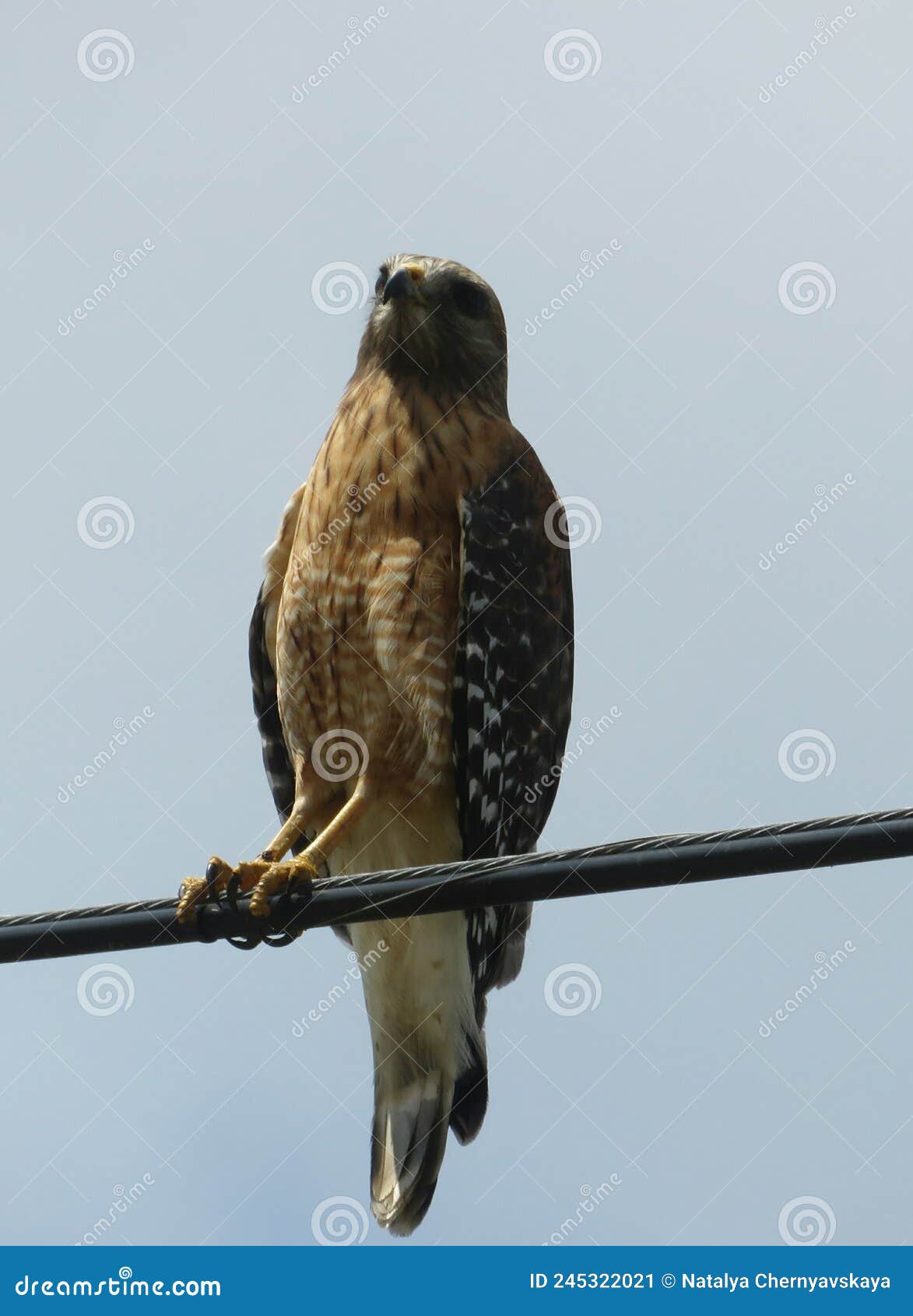 Hawk on Blue Sky Background, Closeup Stock Image - Image of bright ...