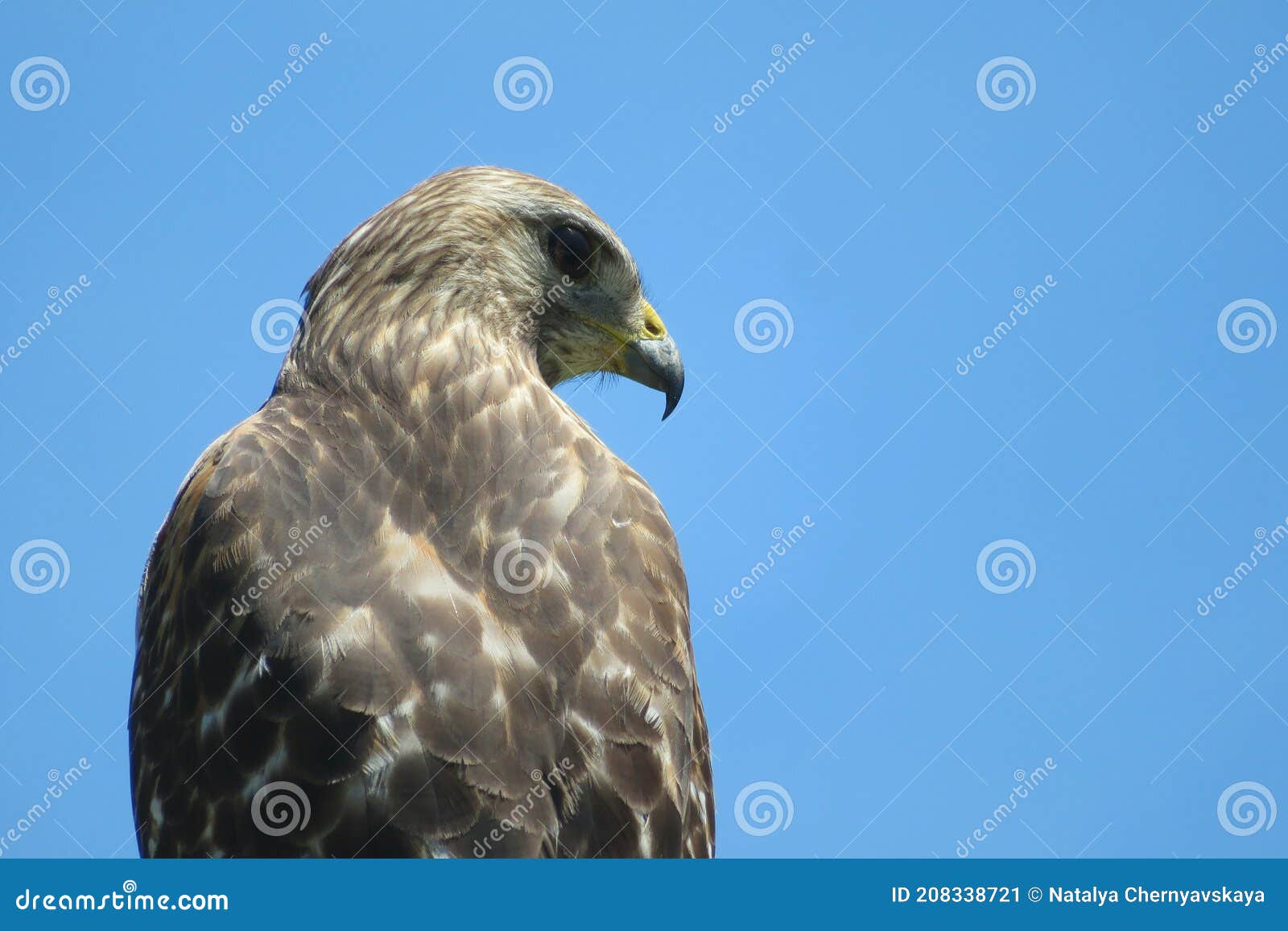 Hawk on Blue Sky Background Stock Image - Image of animal, environment ...