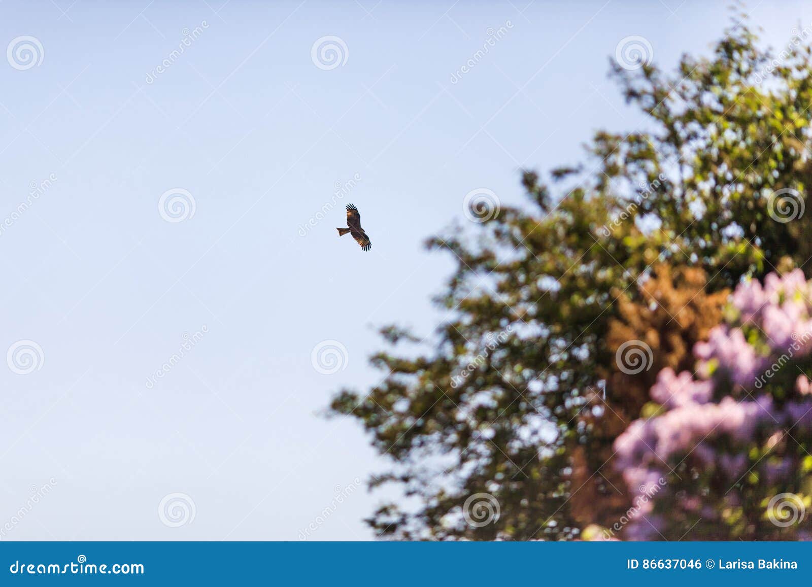 Hawk in the blue sky stock photo. Image of black, bird - 86637046