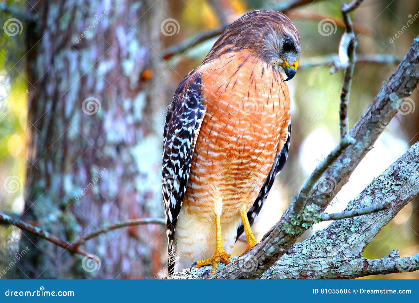 Hawk bowing head stock photo. Image of honoring, beautiful - 81055604