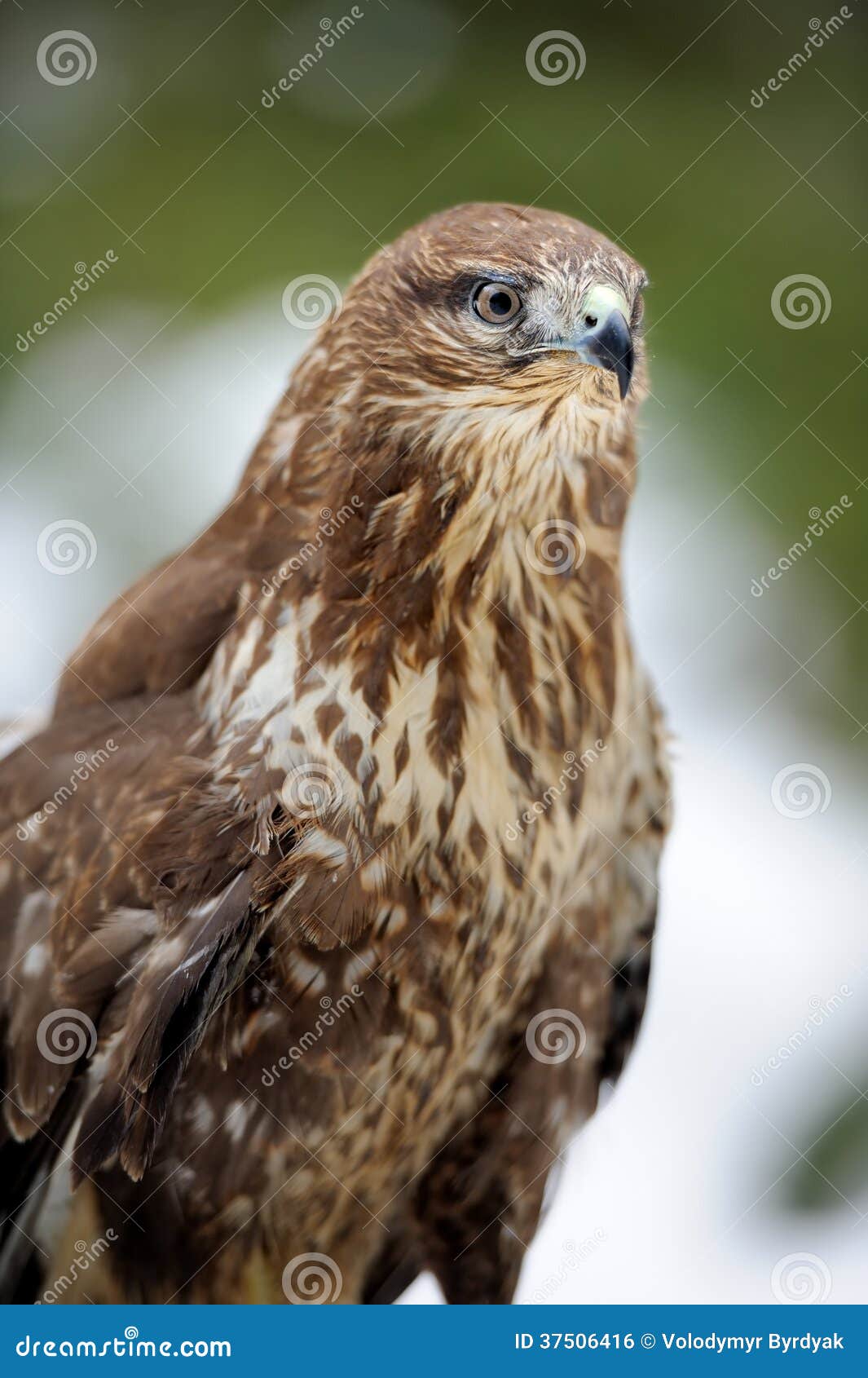 Hawk stock photo. Image of eagle, forest, bald, hawk - 37506416