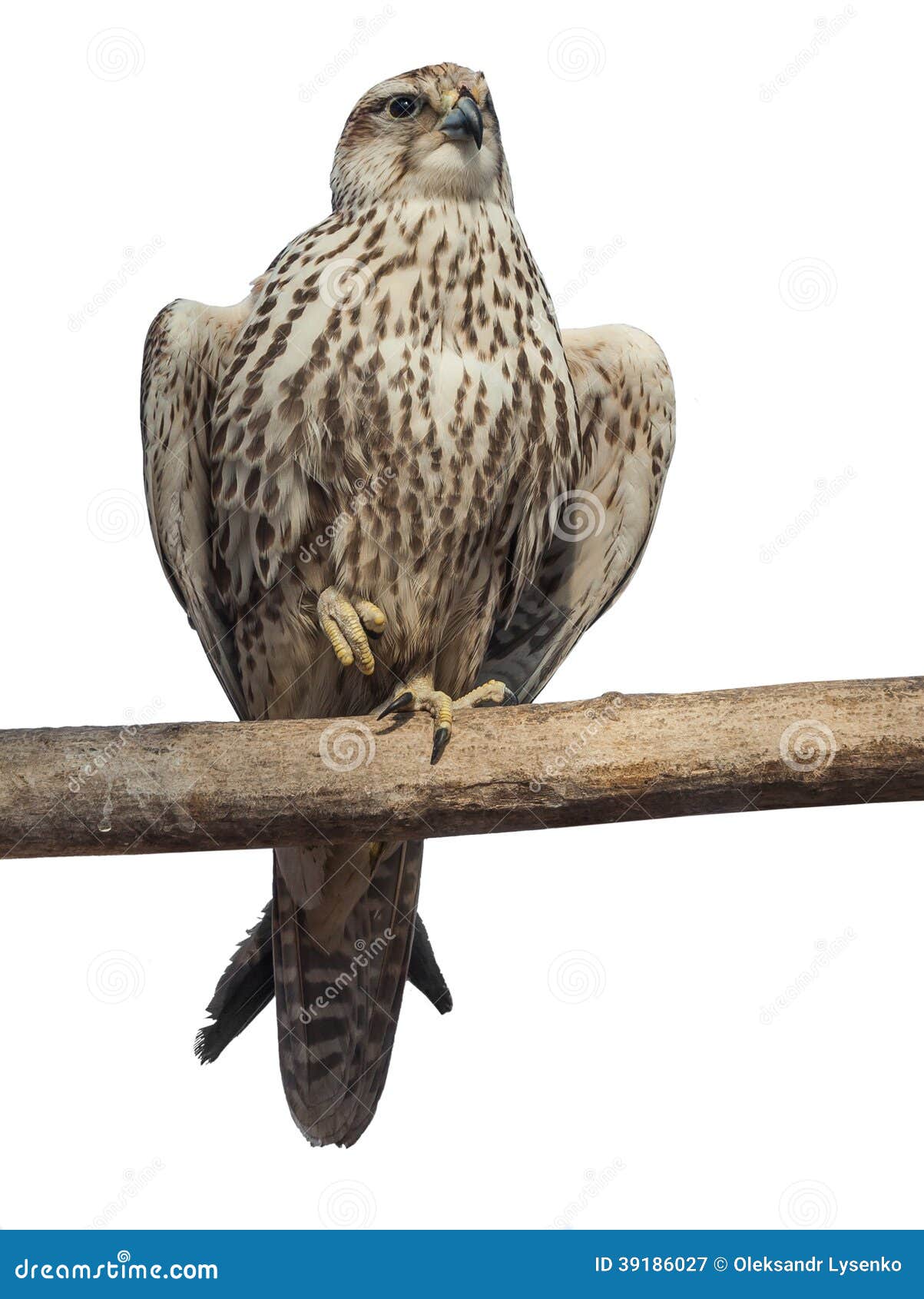 Hawk on a branch, isolated stock image. Image of nisaetus - 39186027