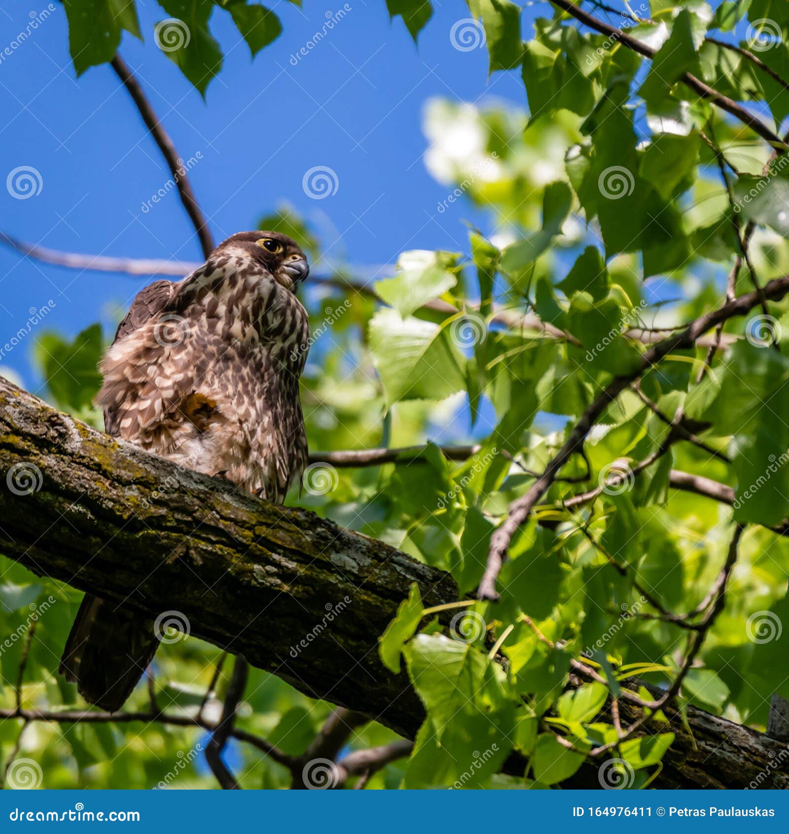 Hawk on branch in the park stock image. Image of feather - 164976411