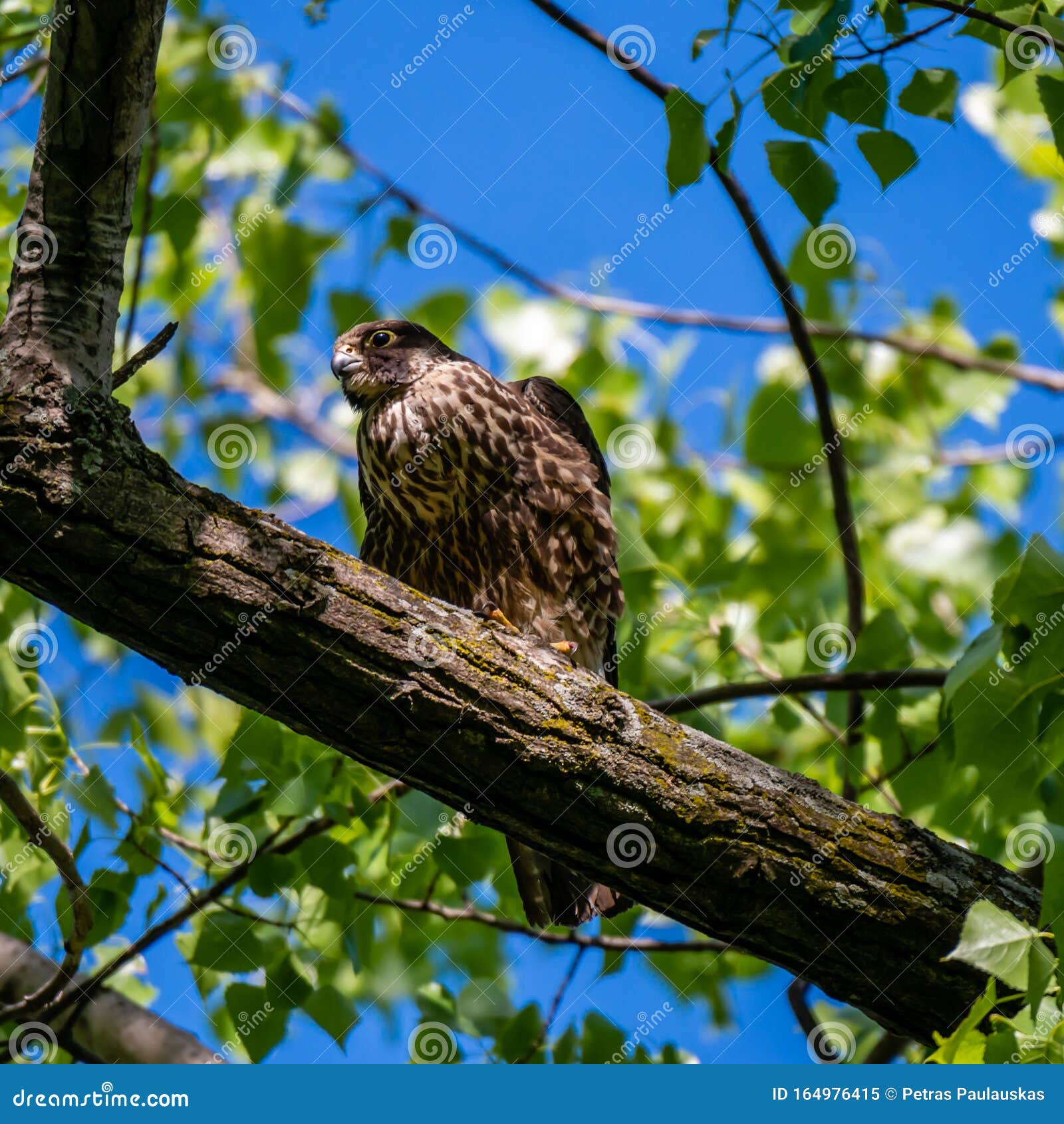 Hawk on branch in the park stock image. Image of animals - 164976415