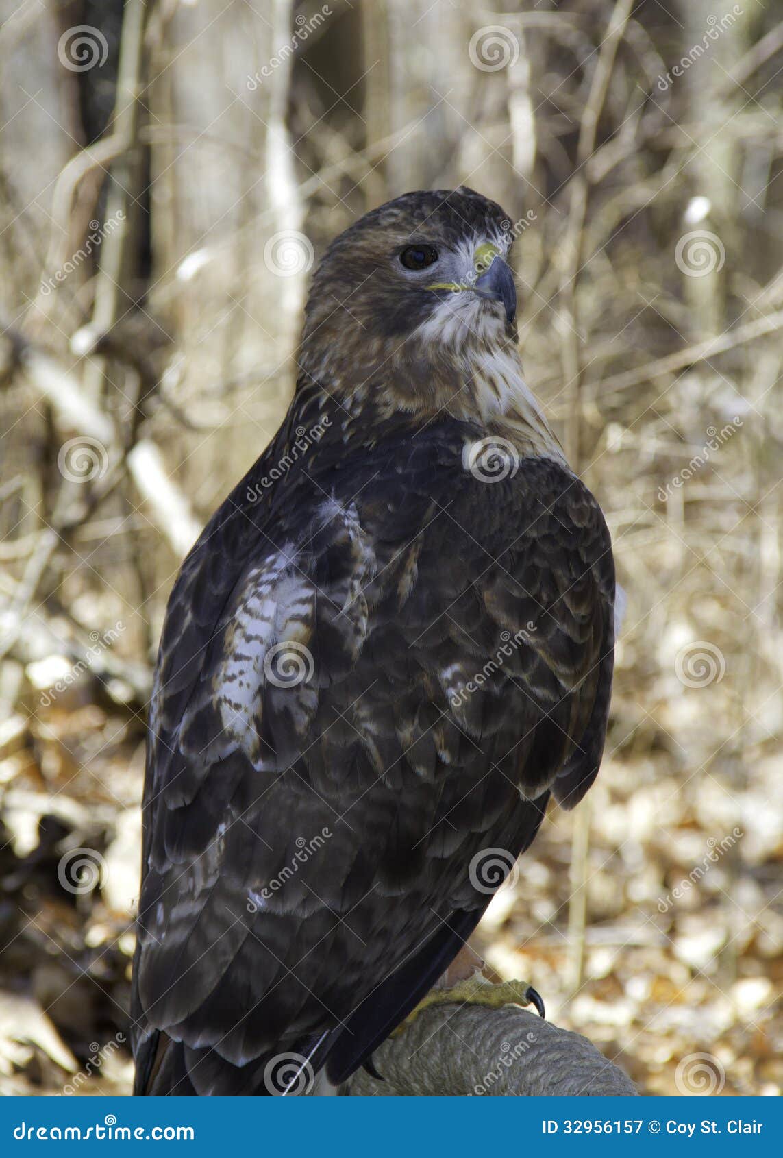 Hawk on a branch stock image. Image of predator, prey - 32956157