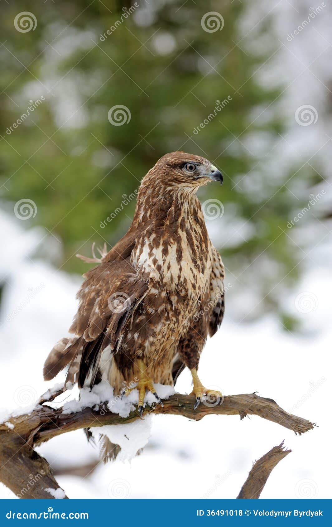Hawk stock photo. Image of bird, portrait, mountain, predator - 36491018
