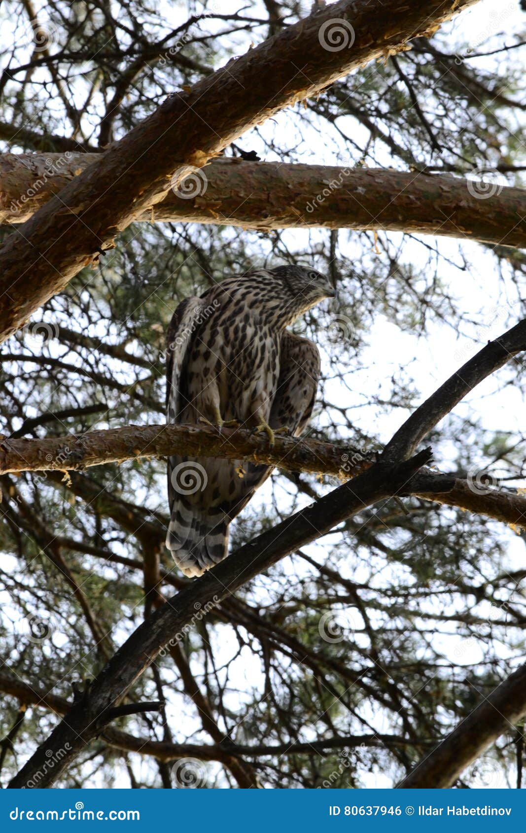 Hawk on a branch stock photo. Image of mouth, bird, tree - 80637946