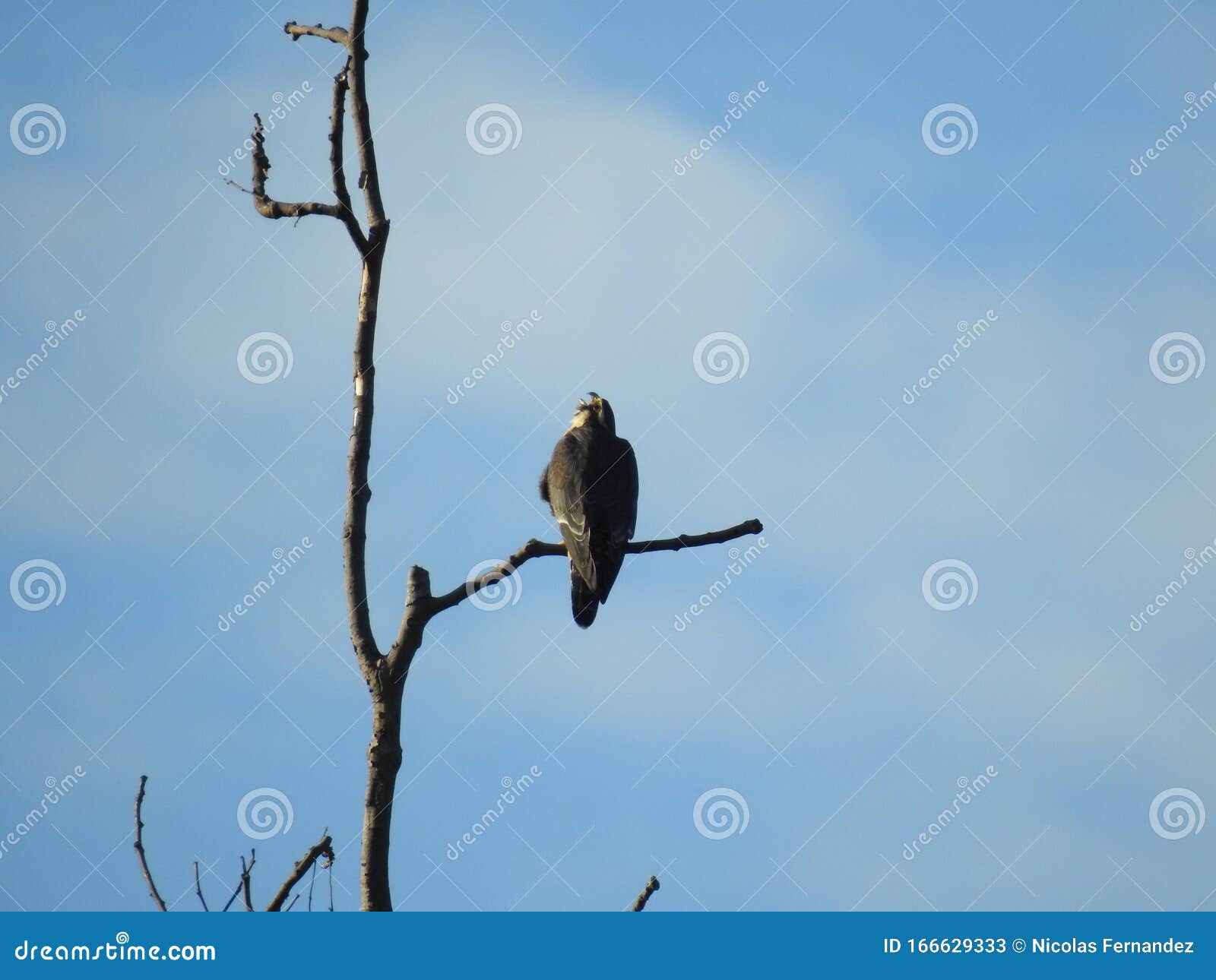 Hawk on a branch stock image. Image of hawk, flying - 166629333