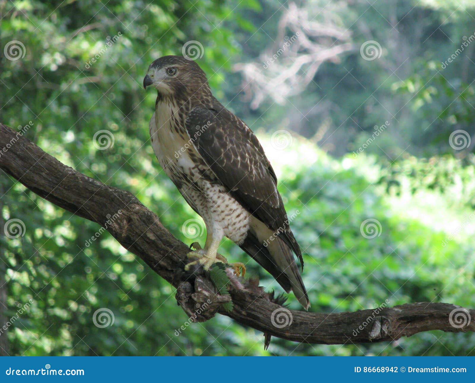 Hawk on branch stock photo. Image of hawk, raptor, feathers - 86668942