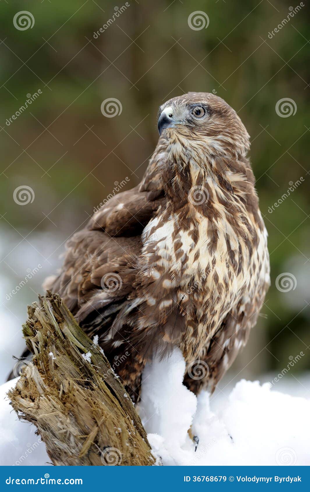 Hawk stock image. Image of flying, winter, snow, raptor - 36768679