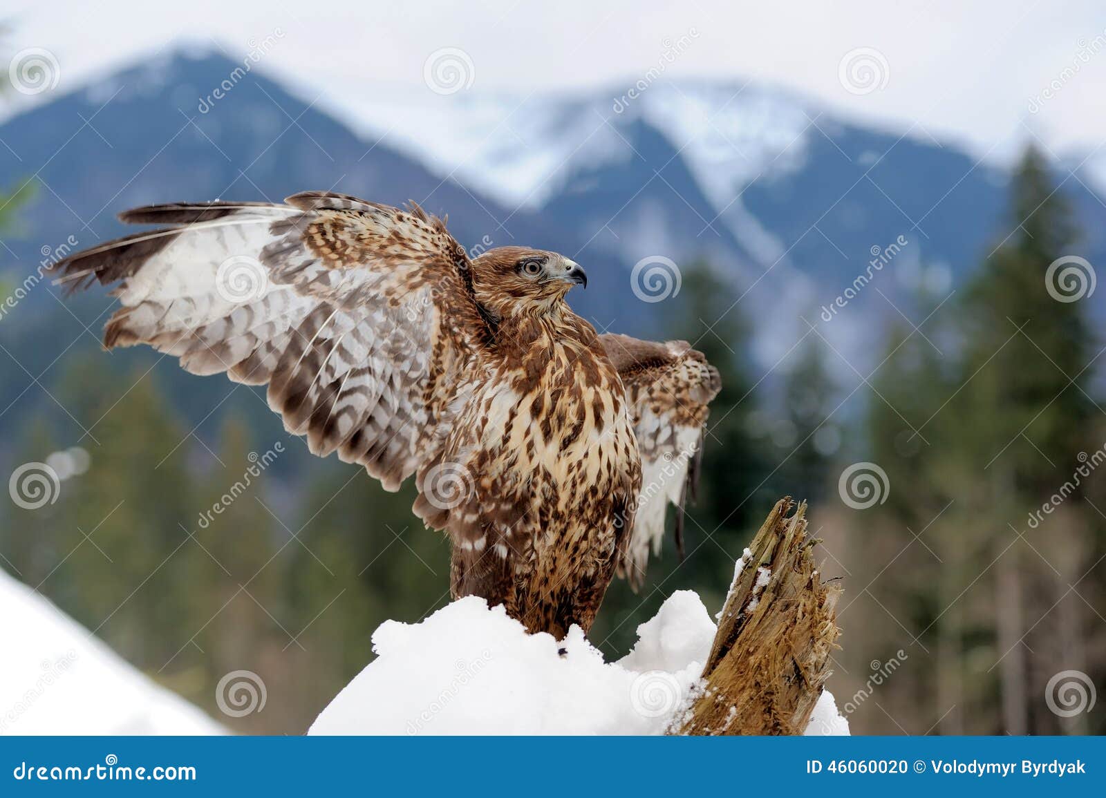 Hawk on a branch stock photo. Image of natural, bald - 46060020