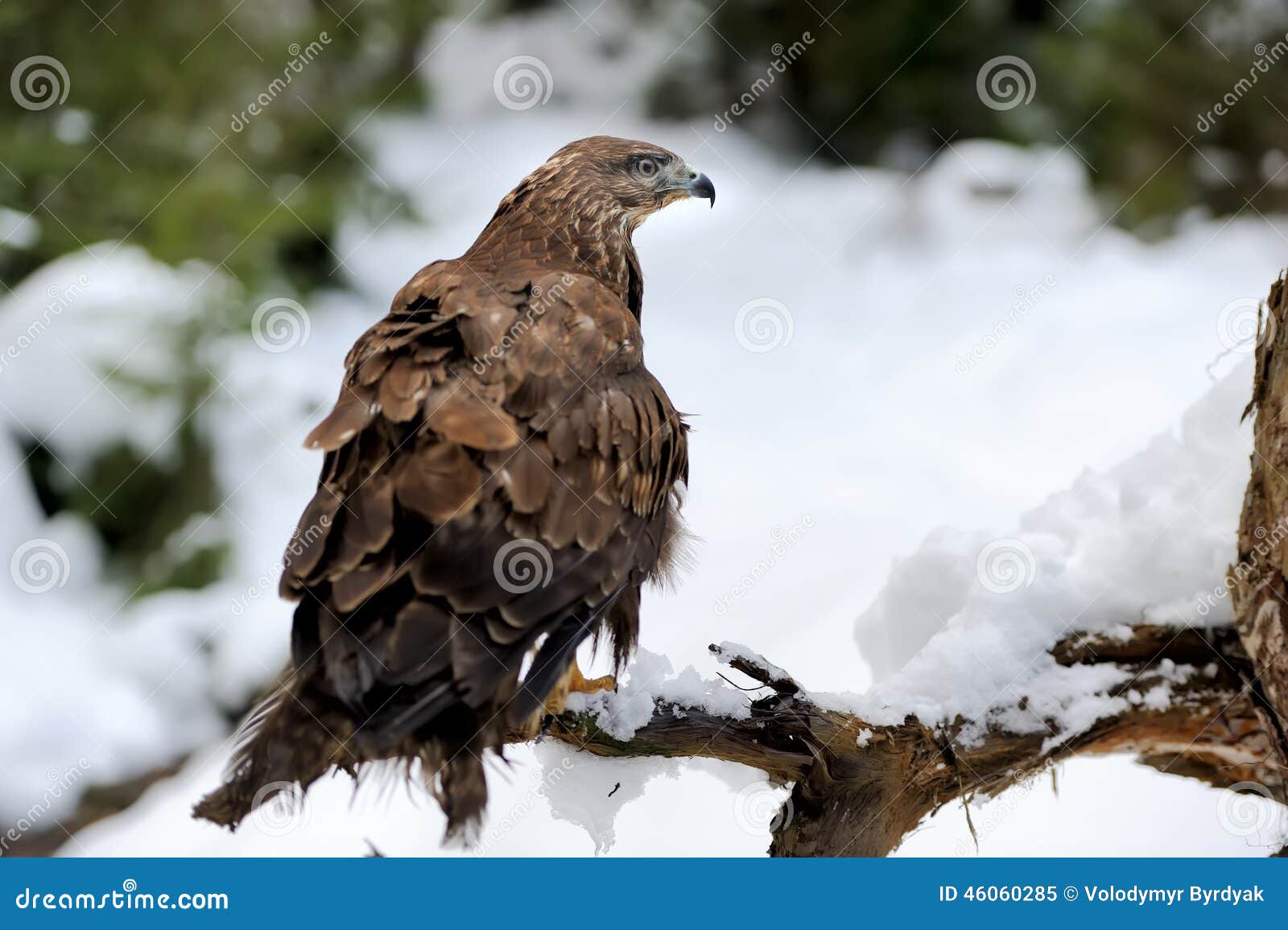 Hawk on a branch stock image. Image of portrait, bird - 46060285