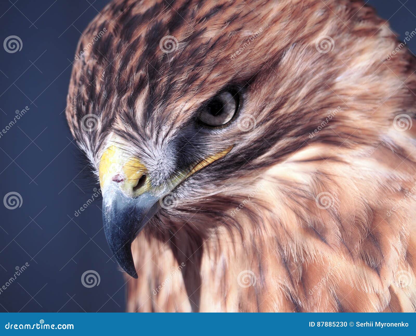 461 Hawk Looking Down Stock Photos - Free & Royalty-Free Stock Photos ...