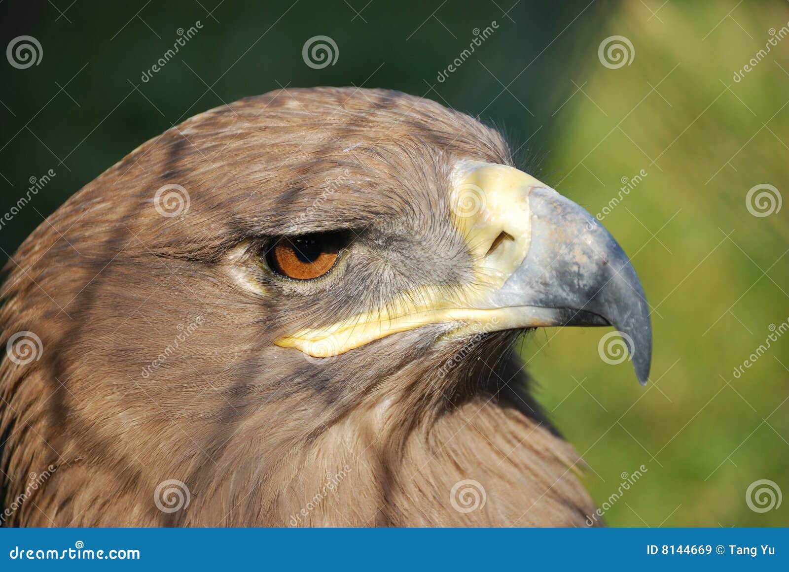 Hawk in Cage_2 stock image. Image of accipitridae, falcon - 8144669