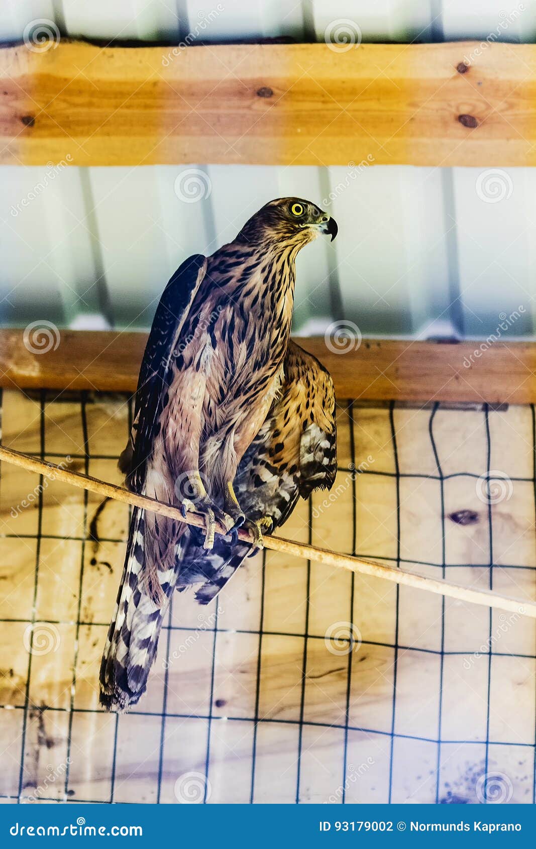 Hawk stock photo. Image of wing, cage, fauna, beak, reafrac34 - 93179002