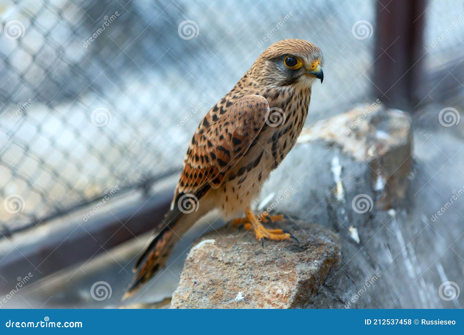 Hawk in a cage stock photo. Image of nature, cage, plumage - 212537458