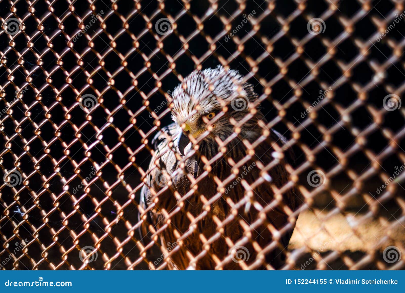 Hawk in the Cage of the Zoo. Bird of Prey Stock Image - Image of cage ...