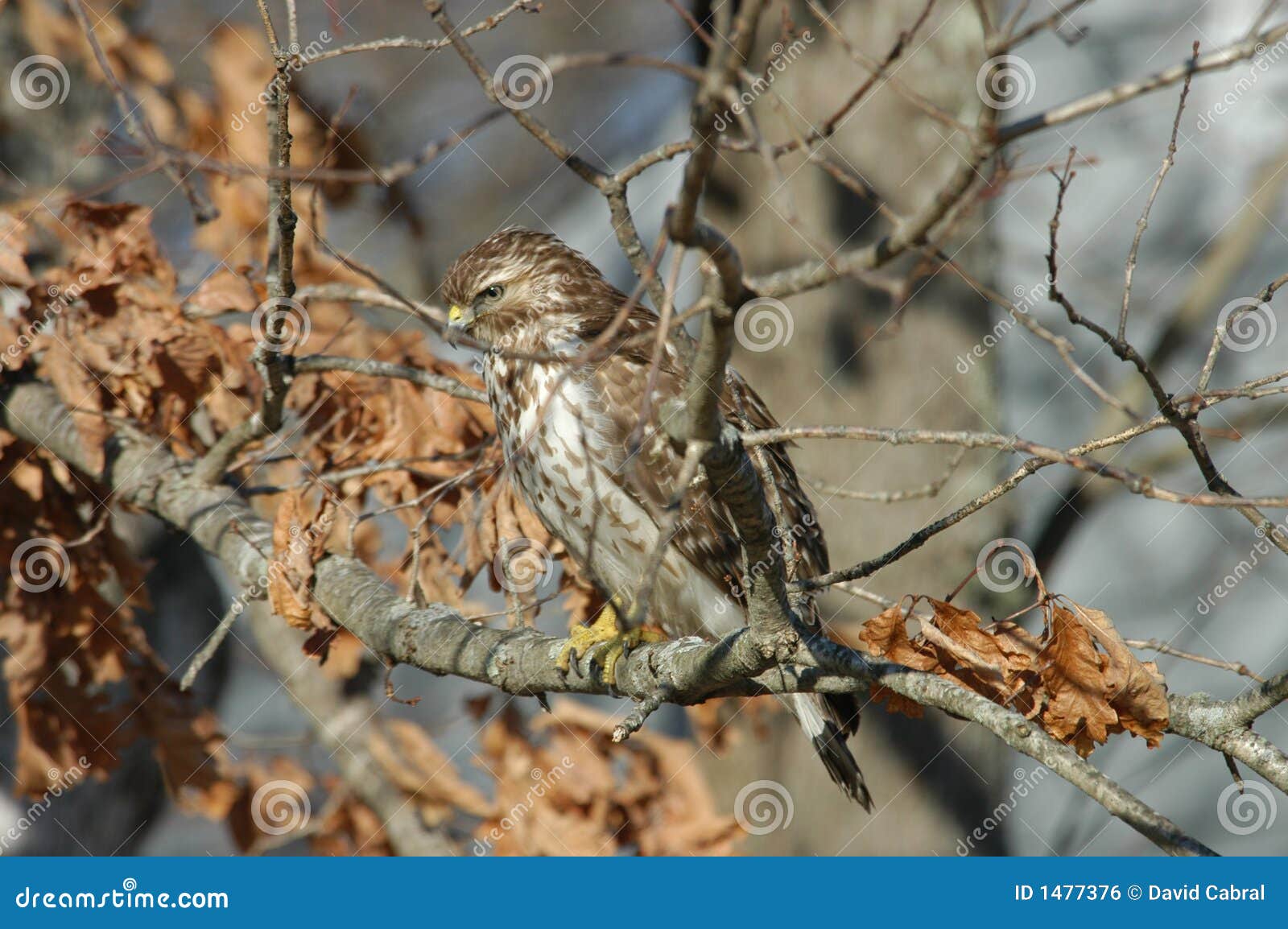 Hawk in Camouflage stock photo. Image of birds, life, hunting - 1477376