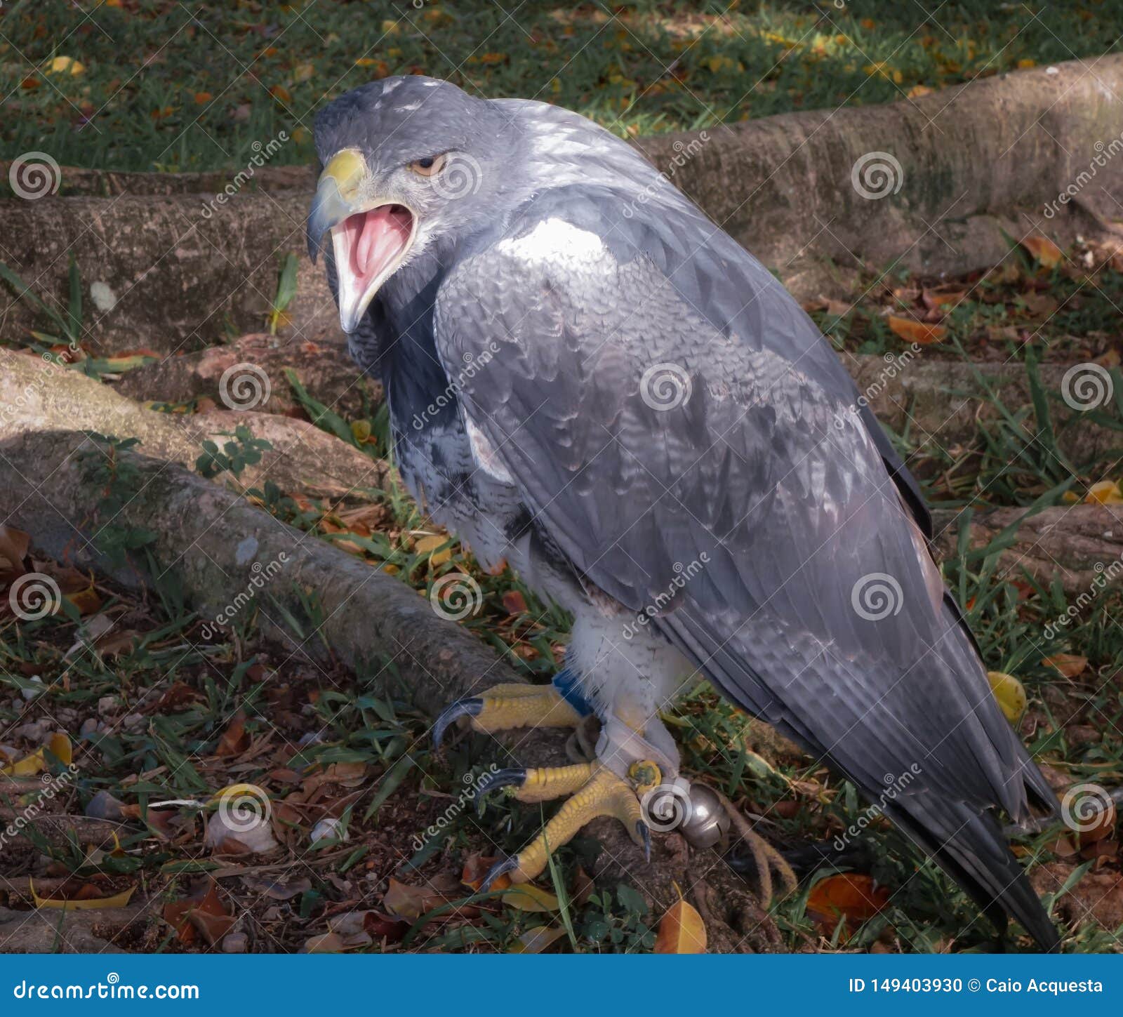 Hawk in Captivity Opening the Beak Stock Photo - Image of majestic ...