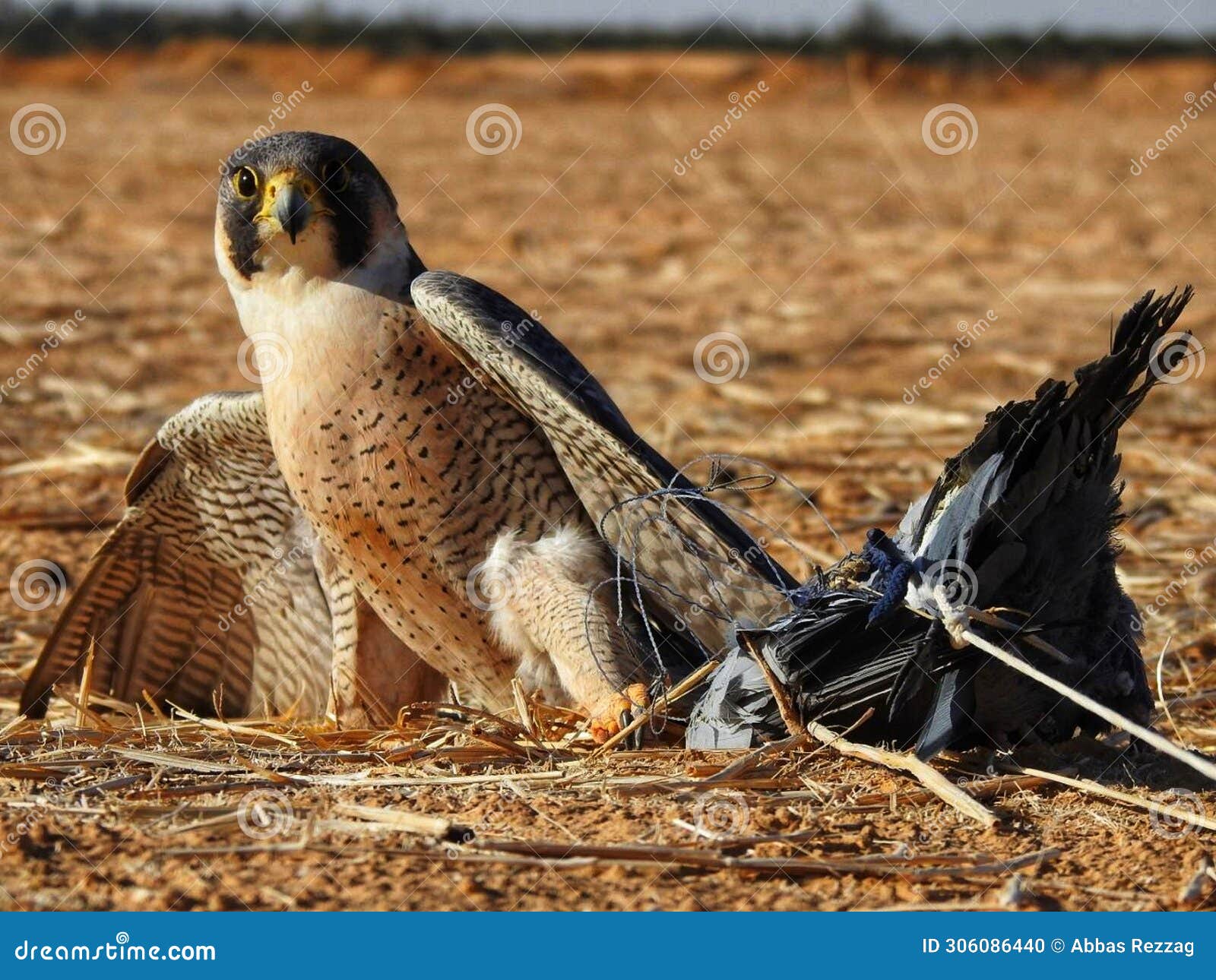 Hawk capture a pigeon stock photo. Image of wings, nature - 306086440