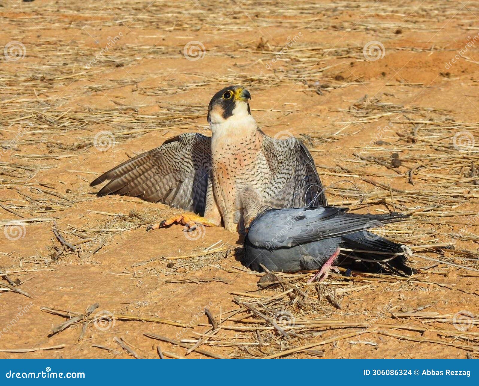 Hawk capture a pigeon stock photo. Image of speed, animal - 306086324