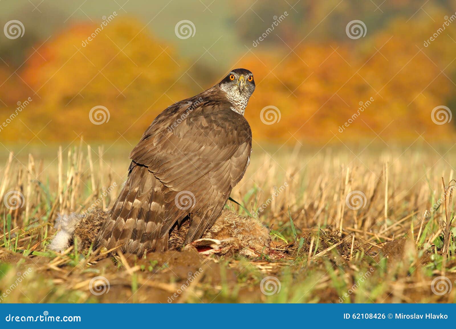 Hawk catched hare stock photo. Image of hawk, accipiter - 62108426