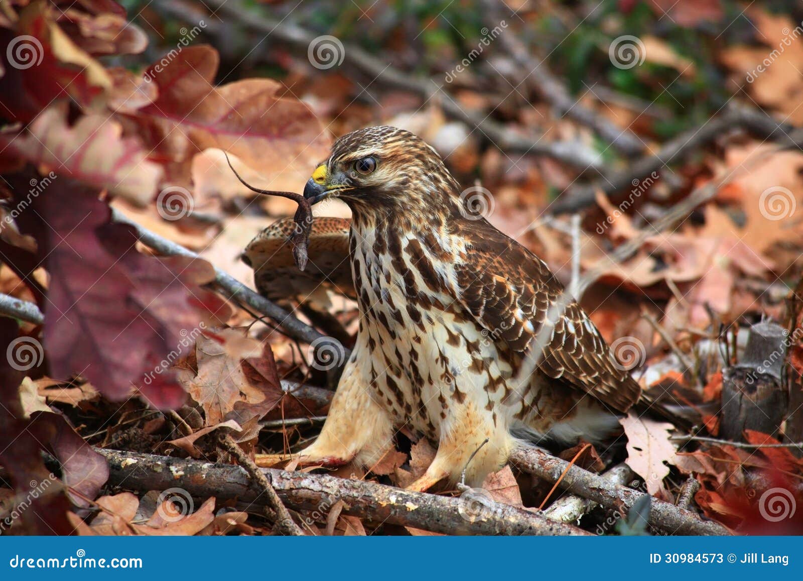 Hawk Catching a Lizard stock image. Image of raptors - 30984573