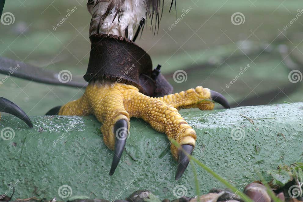 Hawk Claw stock photo. Image of wildlife, beak, close - 1576856