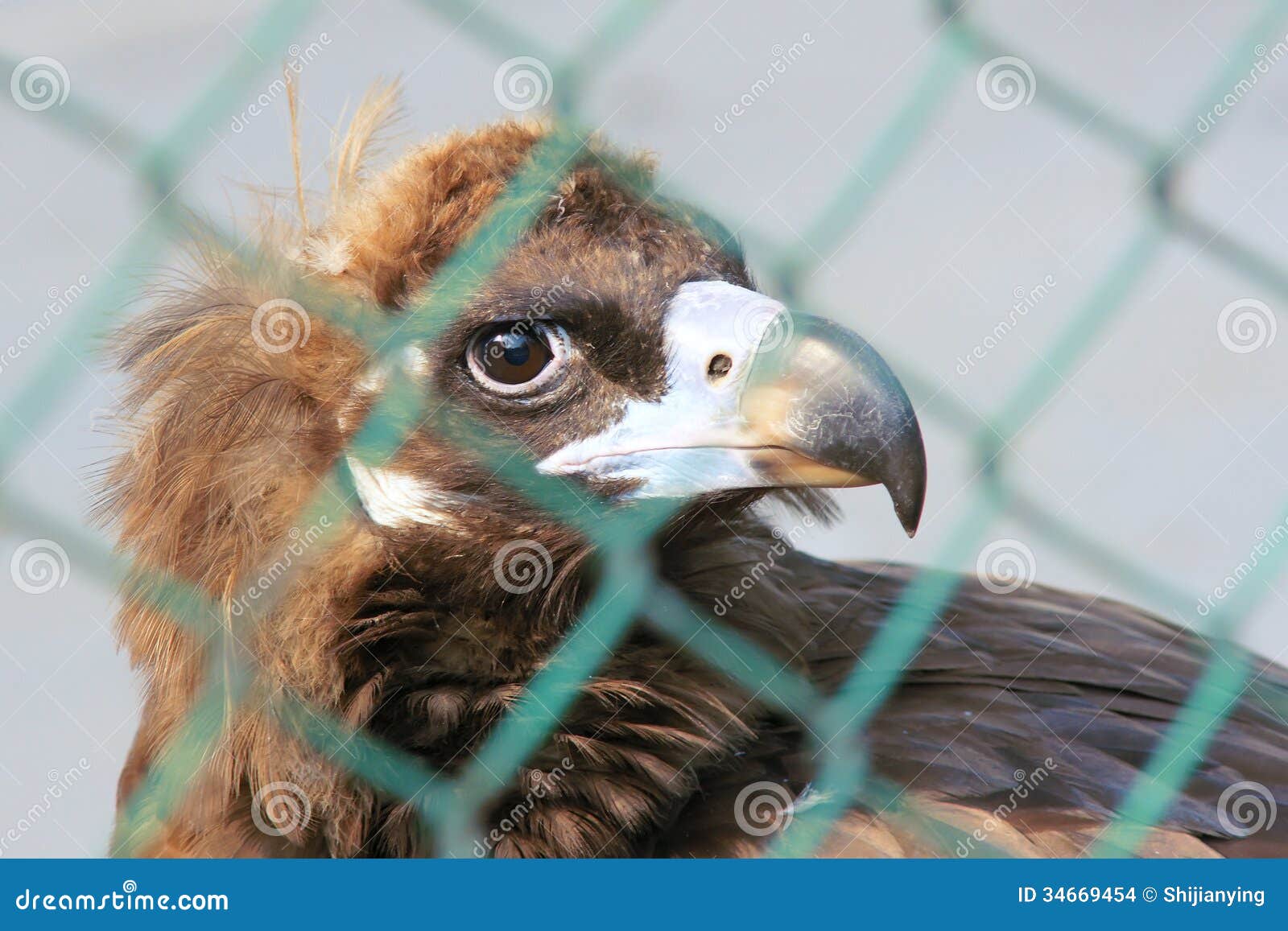 Hawk stock photo. Image of feathers, nature, wire, wildlife - 34669454